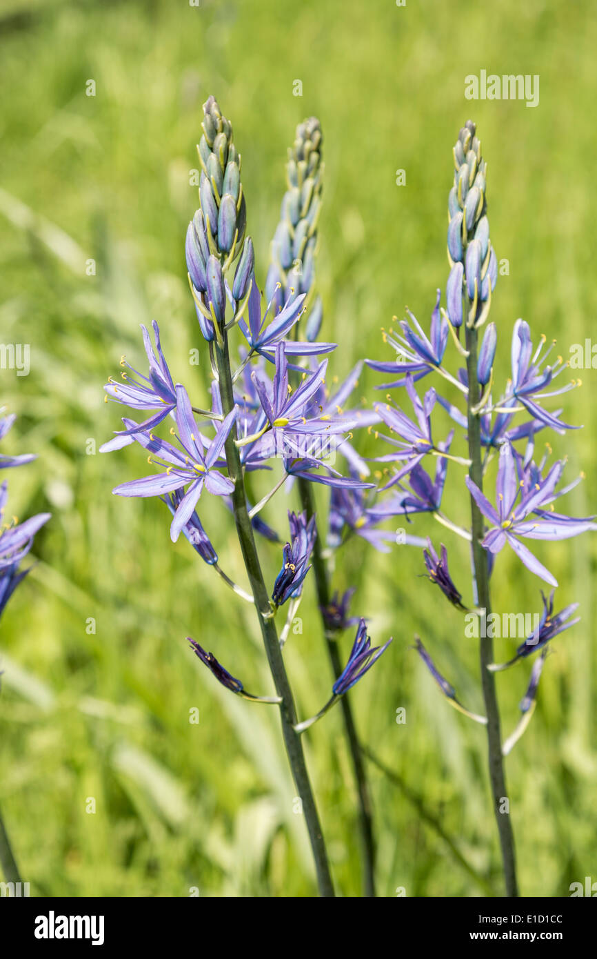 Camassia quamash uk hi-res stock photography and images - Alamy