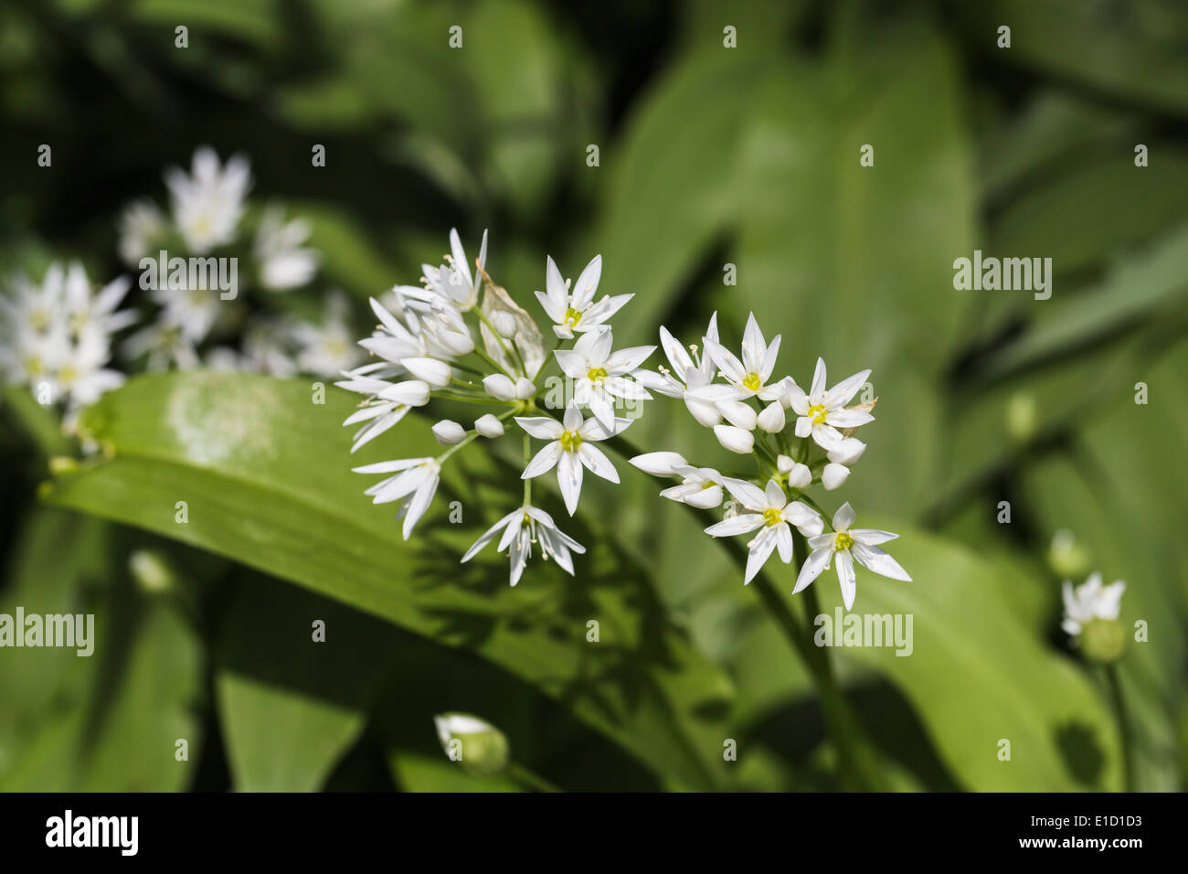 Wild garlic (Allium ursinum), or ramsons, buckrams, wild garlic, broad ...