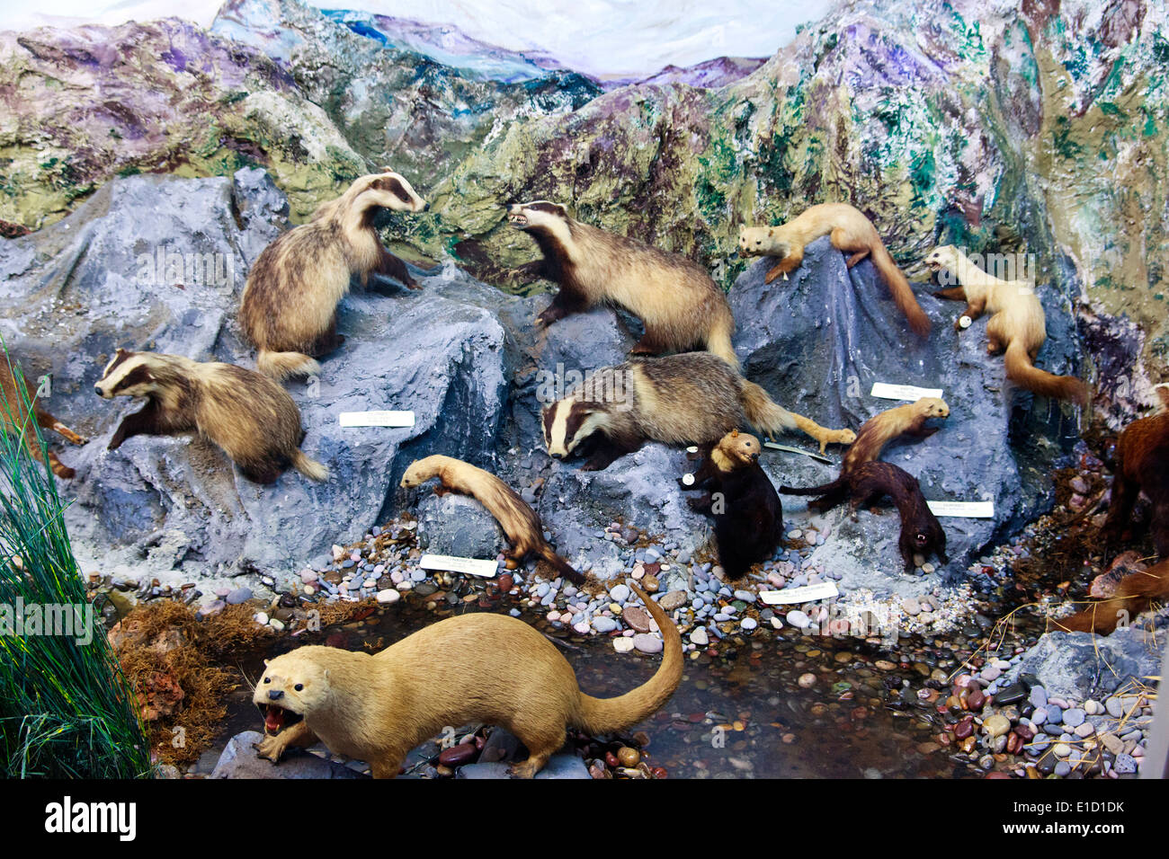 Badger and other mammals display in the 'El Carmen" Natural Science ...