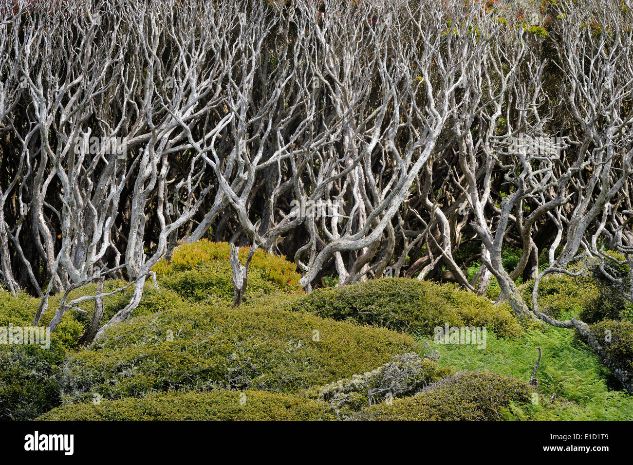 View of a Sub-antarctic forest, blooming in summer Stock Photo - Alamy