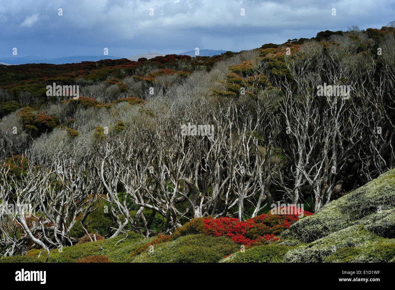 Rata Forest High Resolution Stock Photography and Images - Alamy