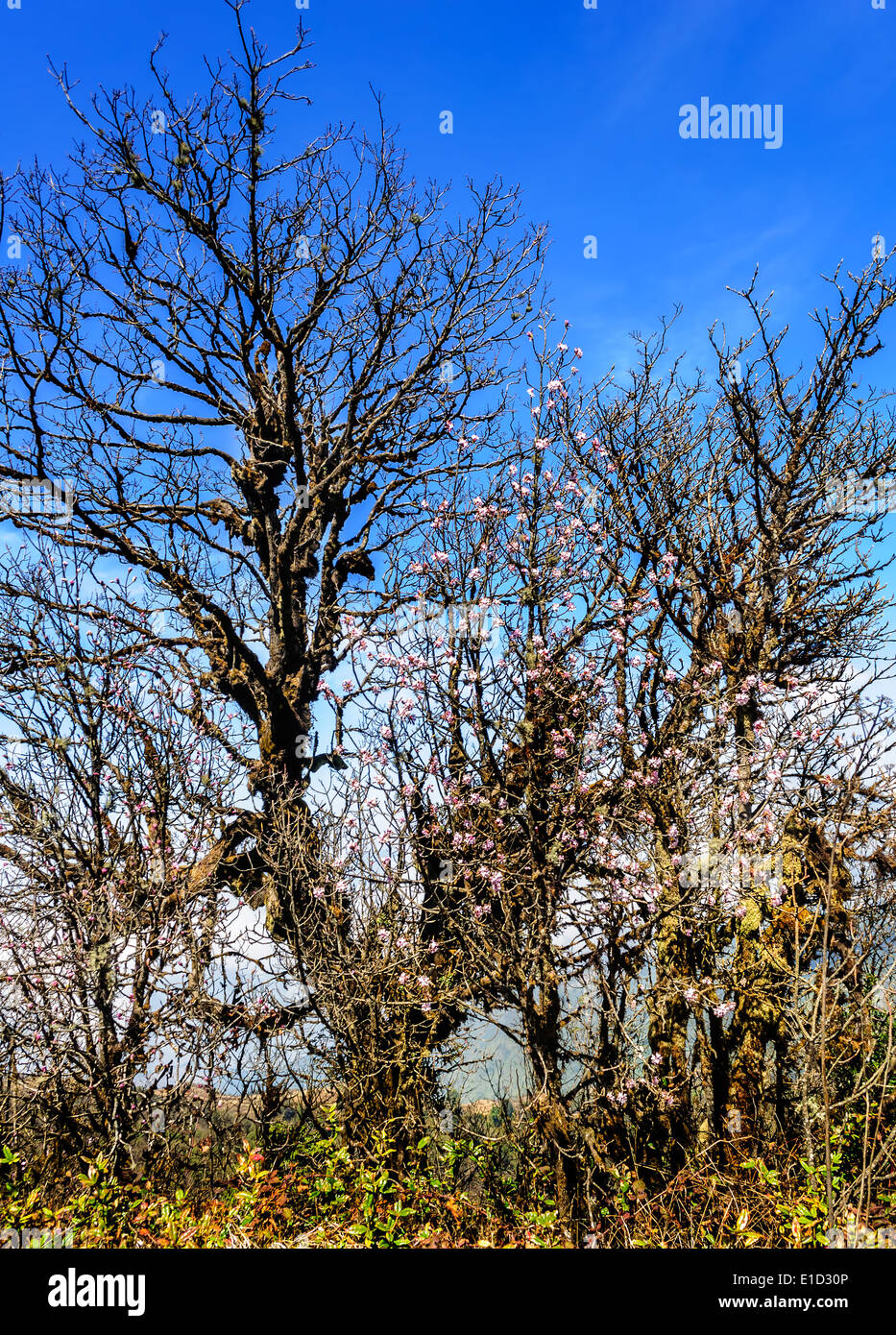 Flowering trees on Trekking path through Himalayan mountains towards ...