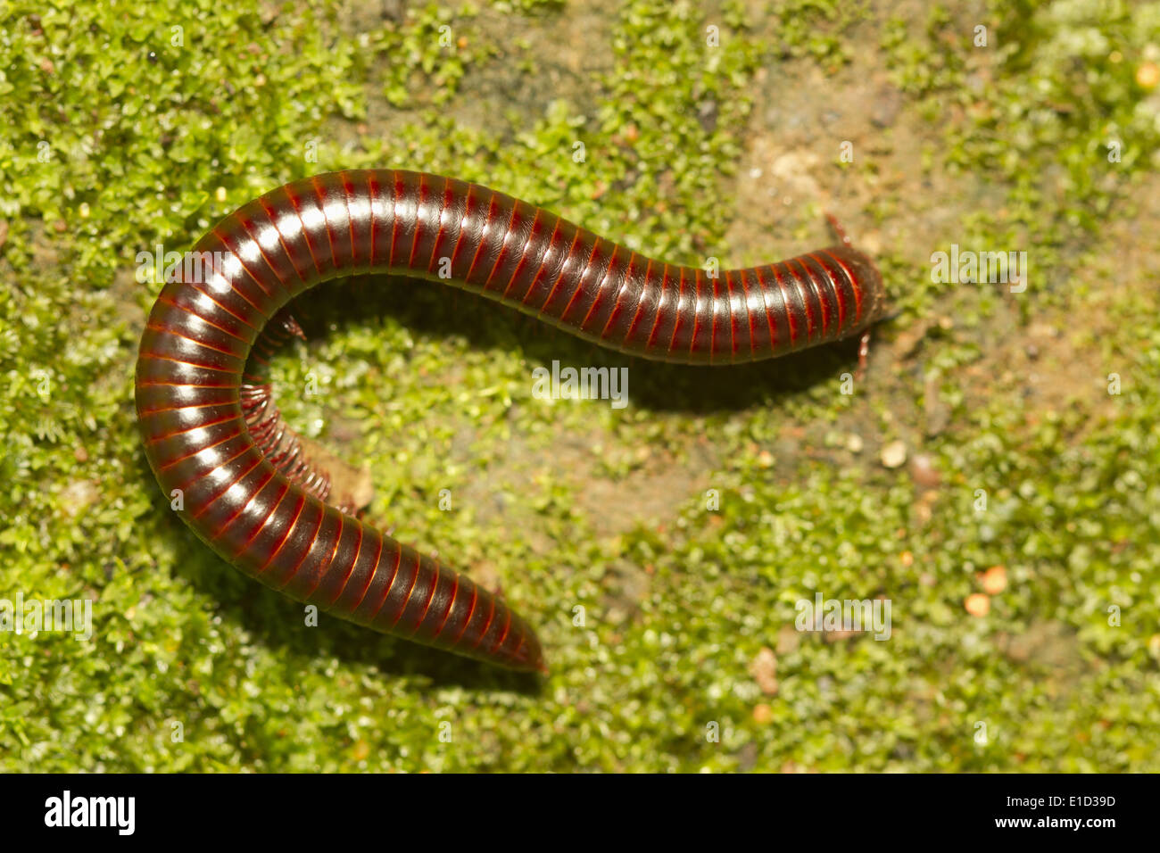 Millipede species hi-res stock photography and images - Alamy