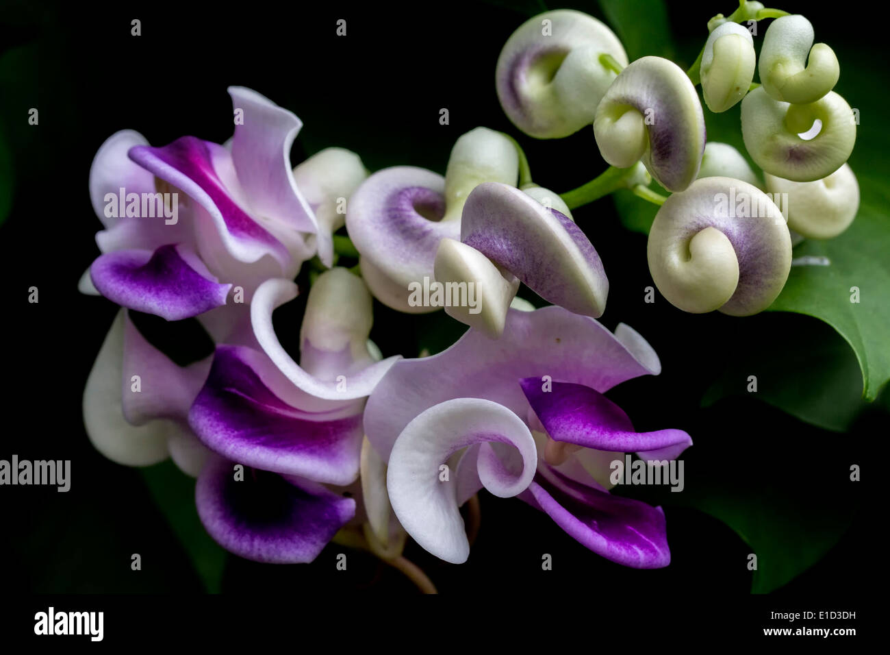 Macro image of Cochliasanthus flower otherwise known as the snail or ...