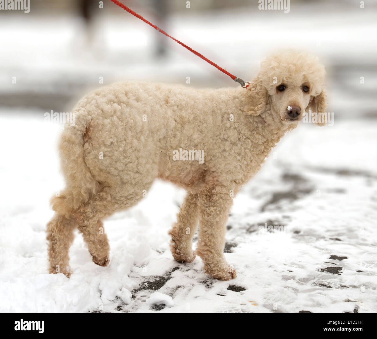 Poodle with a damaged leg Stock Photo - Alamy