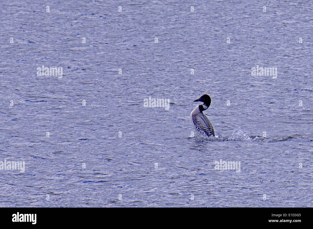 Glacier View Ranger District, Flathead NF Stock Photo - Alamy