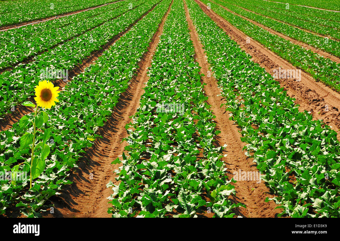 Vegetable field hi-res stock photography and images - Alamy