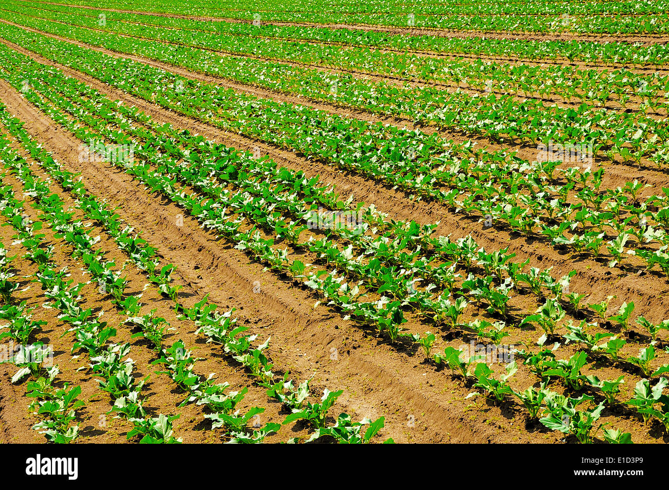 Rows of young vegetable seedlings Stock Photo - Alamy