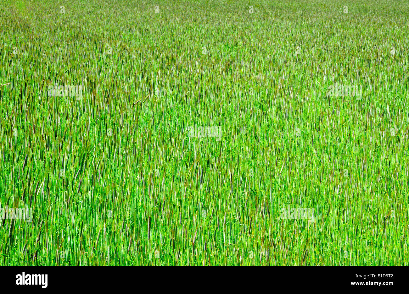 Green meadow texture Stock Photo - Alamy