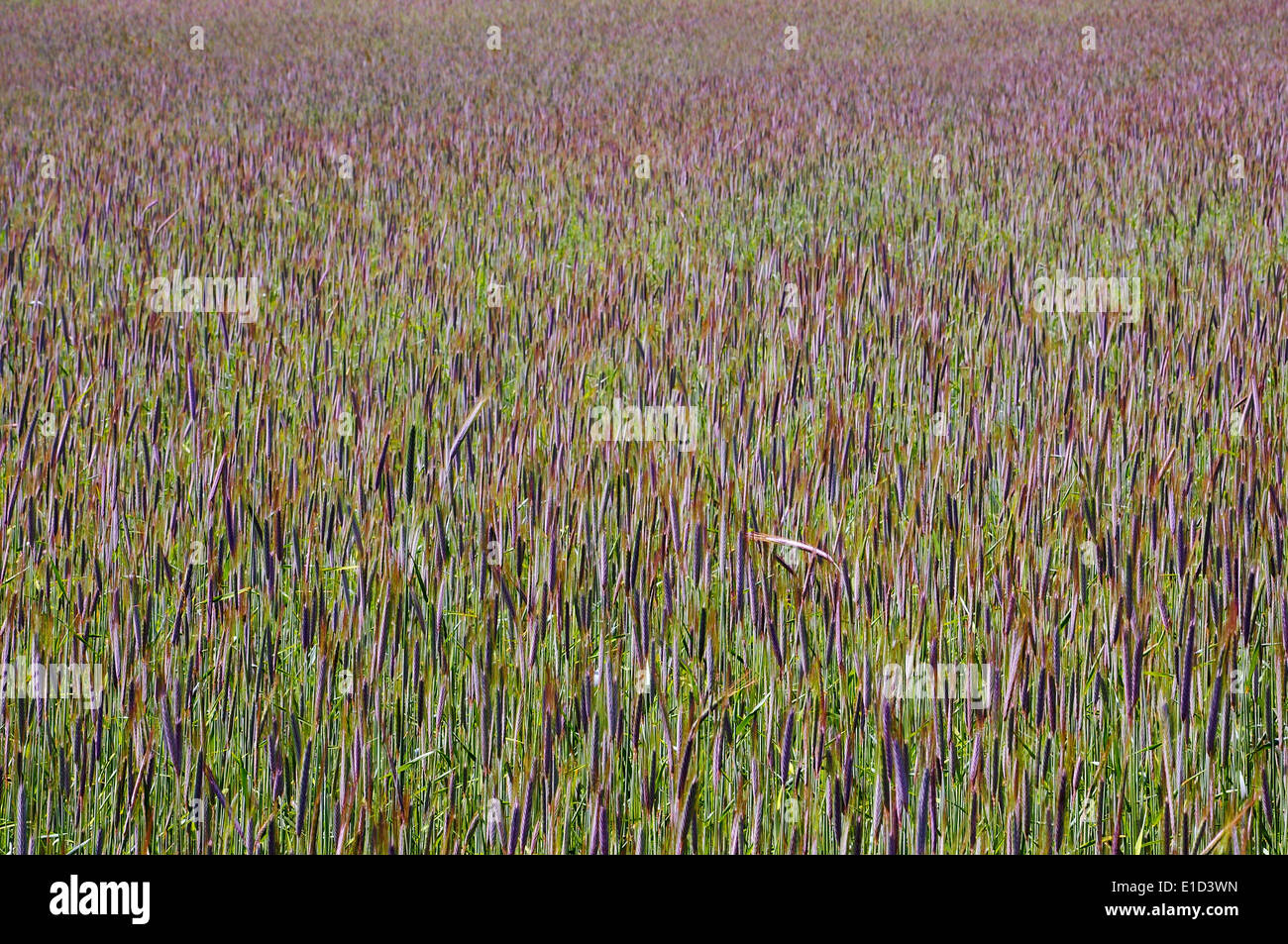 Colorful grassland background Stock Photo - Alamy