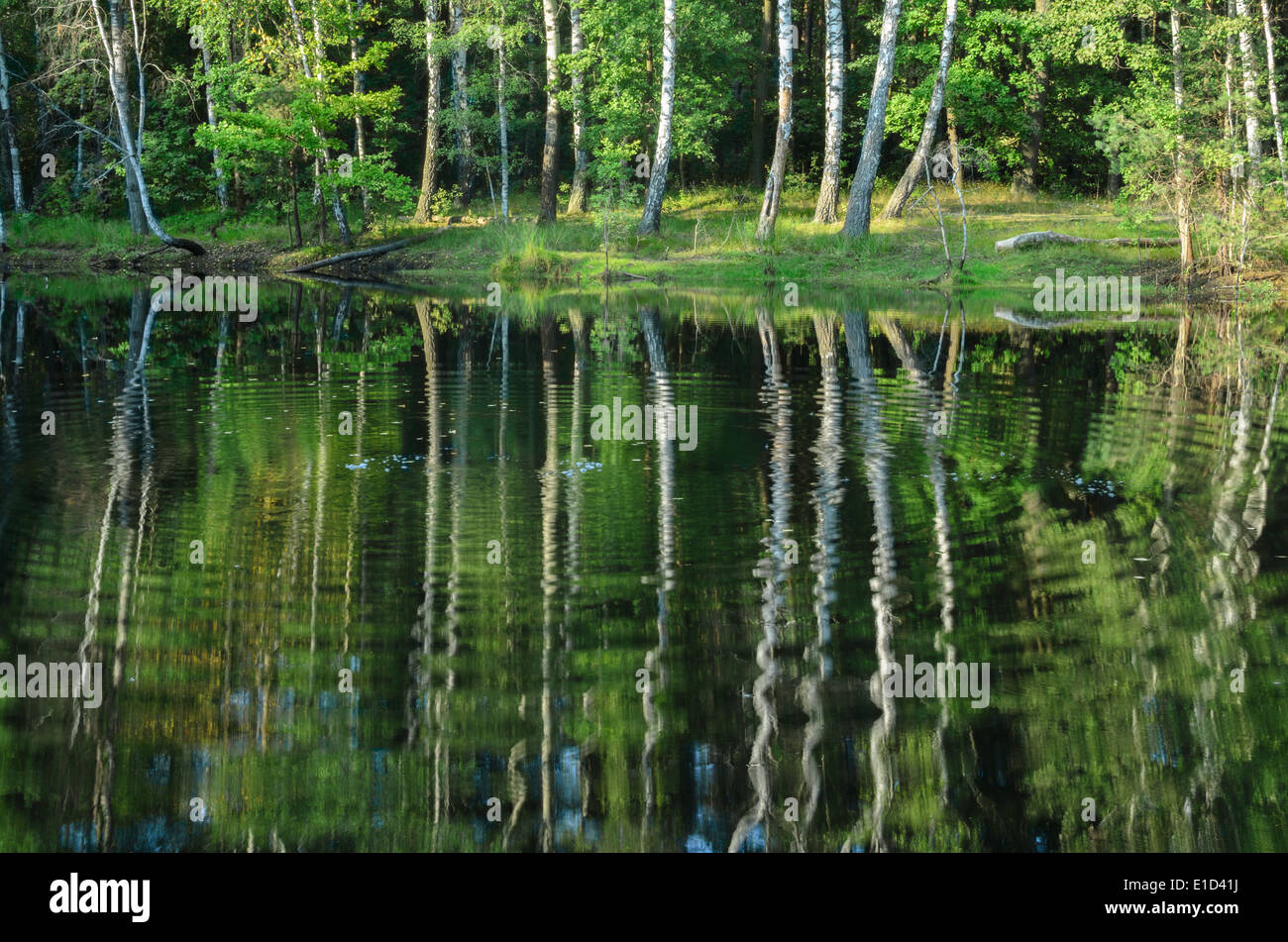 summer landscape with trees (birches) reflection in lake Stock Photo ...