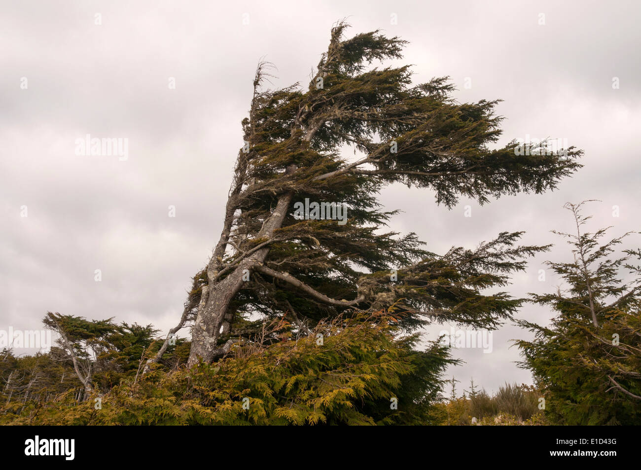 Krummholz tree hi-res stock photography and images - Alamy