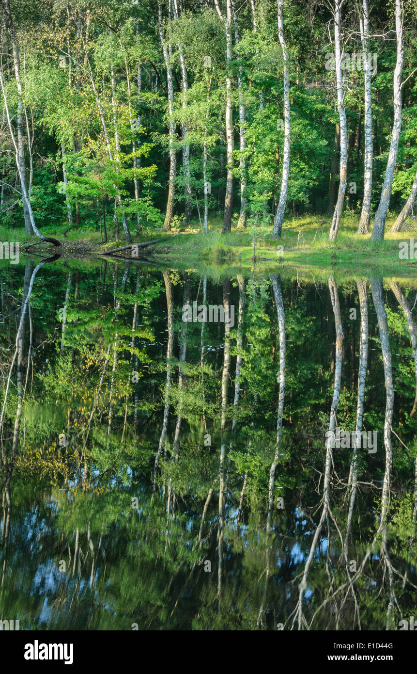 Birches green hi-res stock photography and images - Alamy