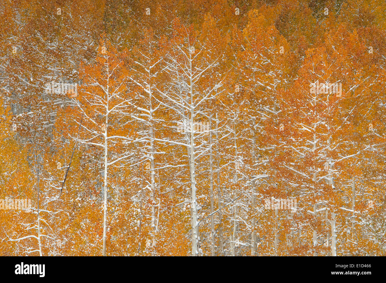 Aspen trees snow hi-res stock photography and images - Alamy