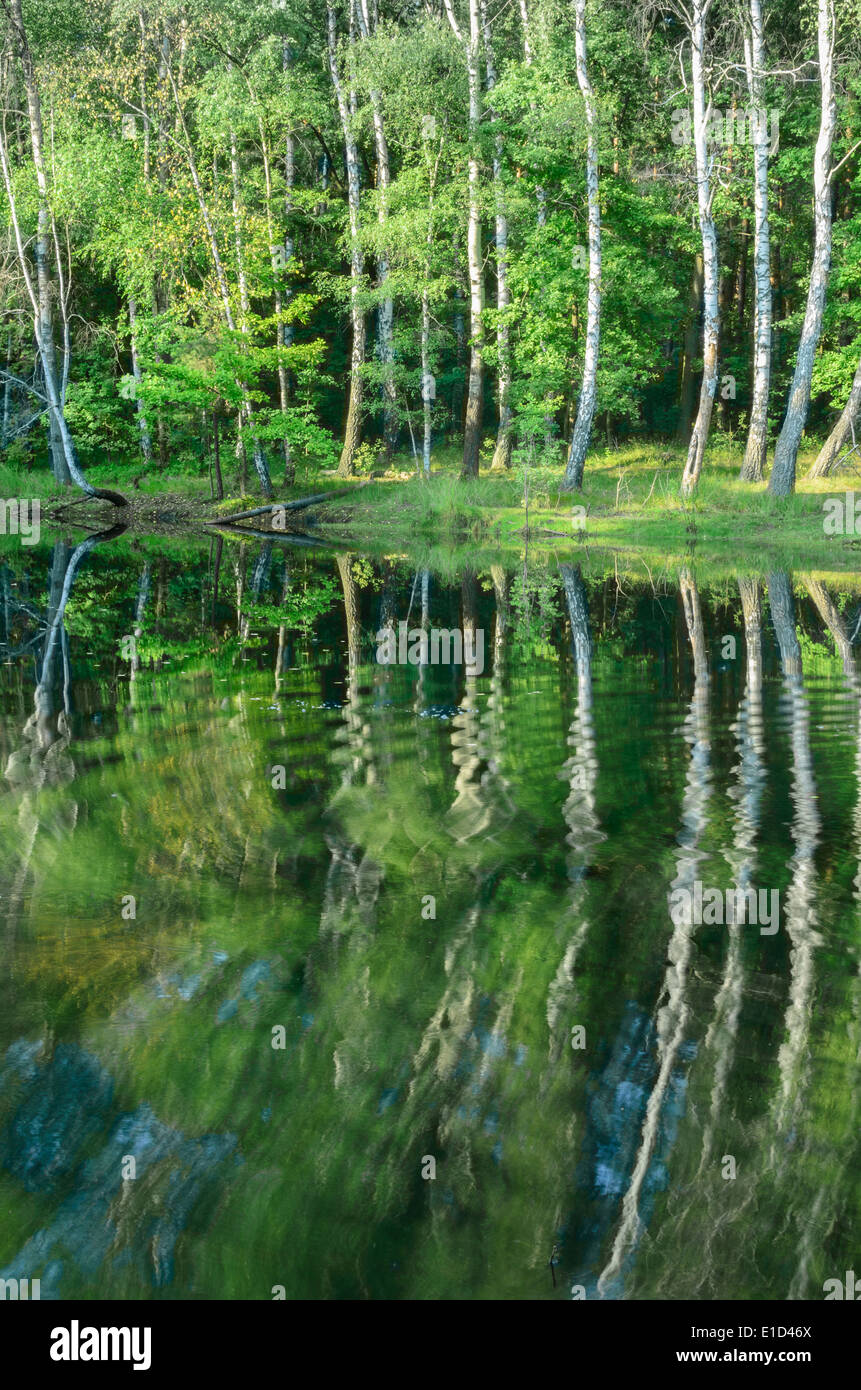 summer landscape with trees (birches) reflection in lake Stock Photo ...