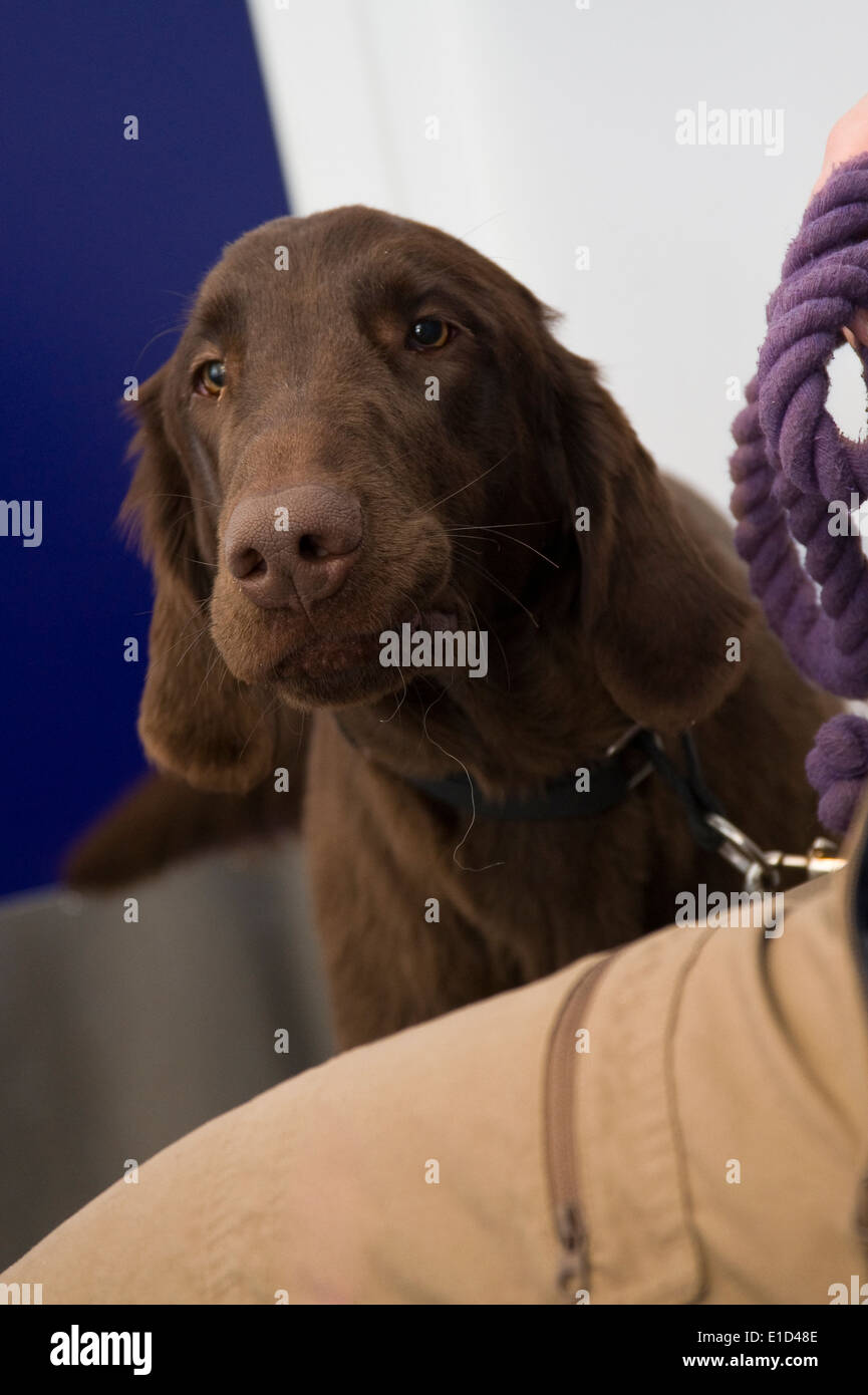 Brown pointer hi-res stock photography and images - Alamy