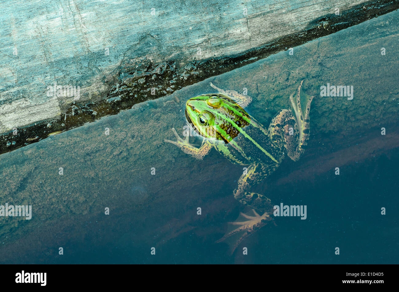 close up to frog in water Stock Photo - Alamy