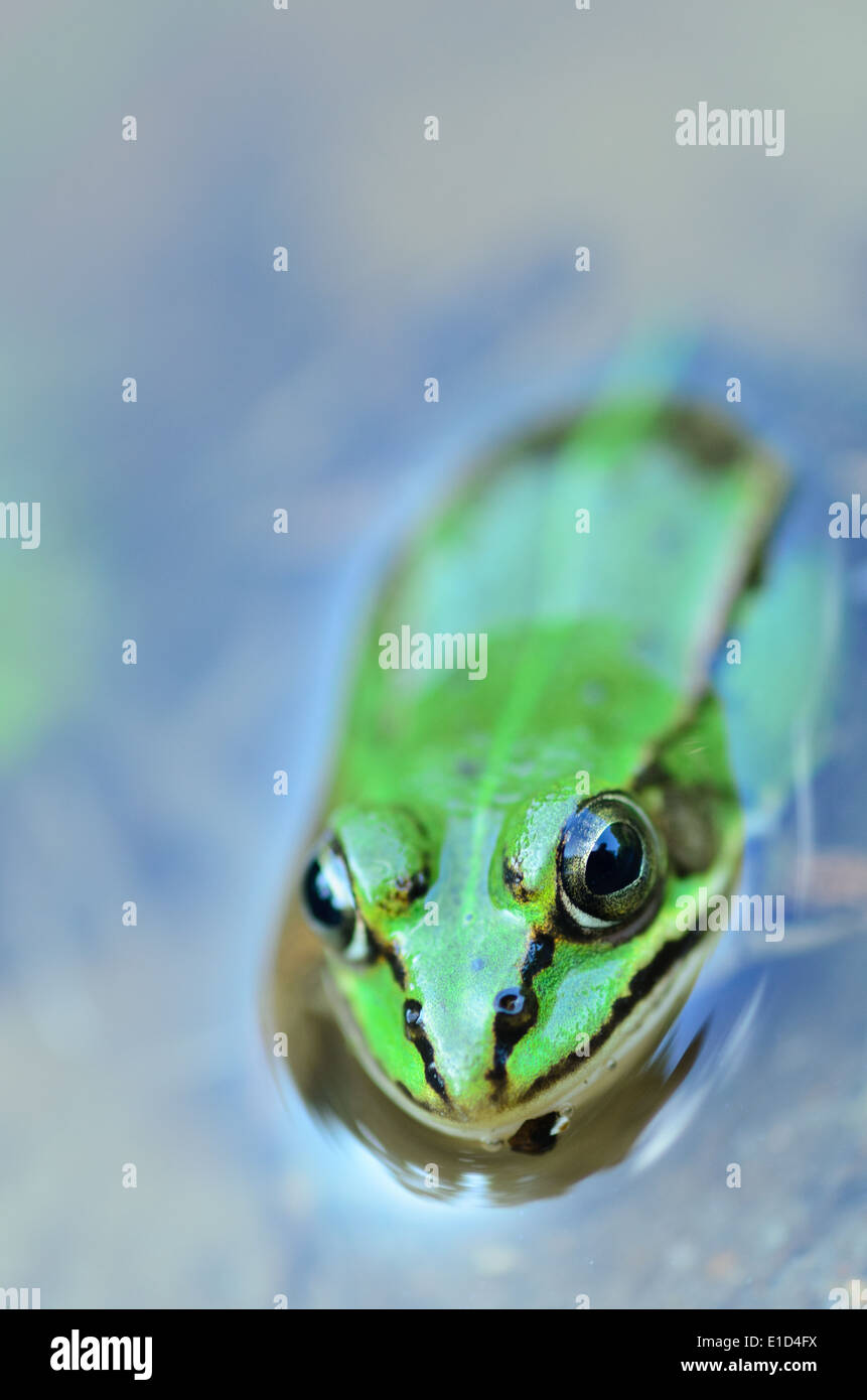 close up to frog in water Stock Photo - Alamy