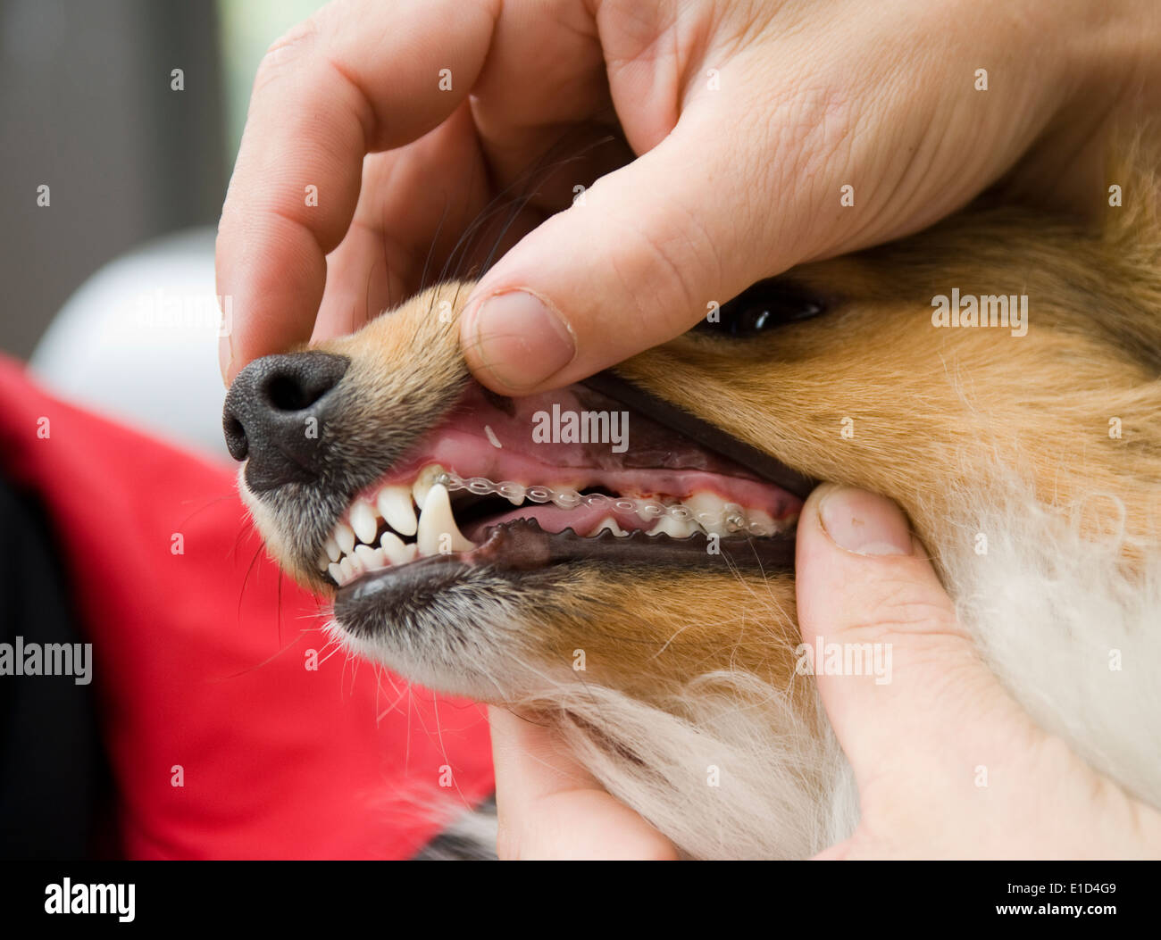 Dogs teeth hi-res stock photography and images - Alamy