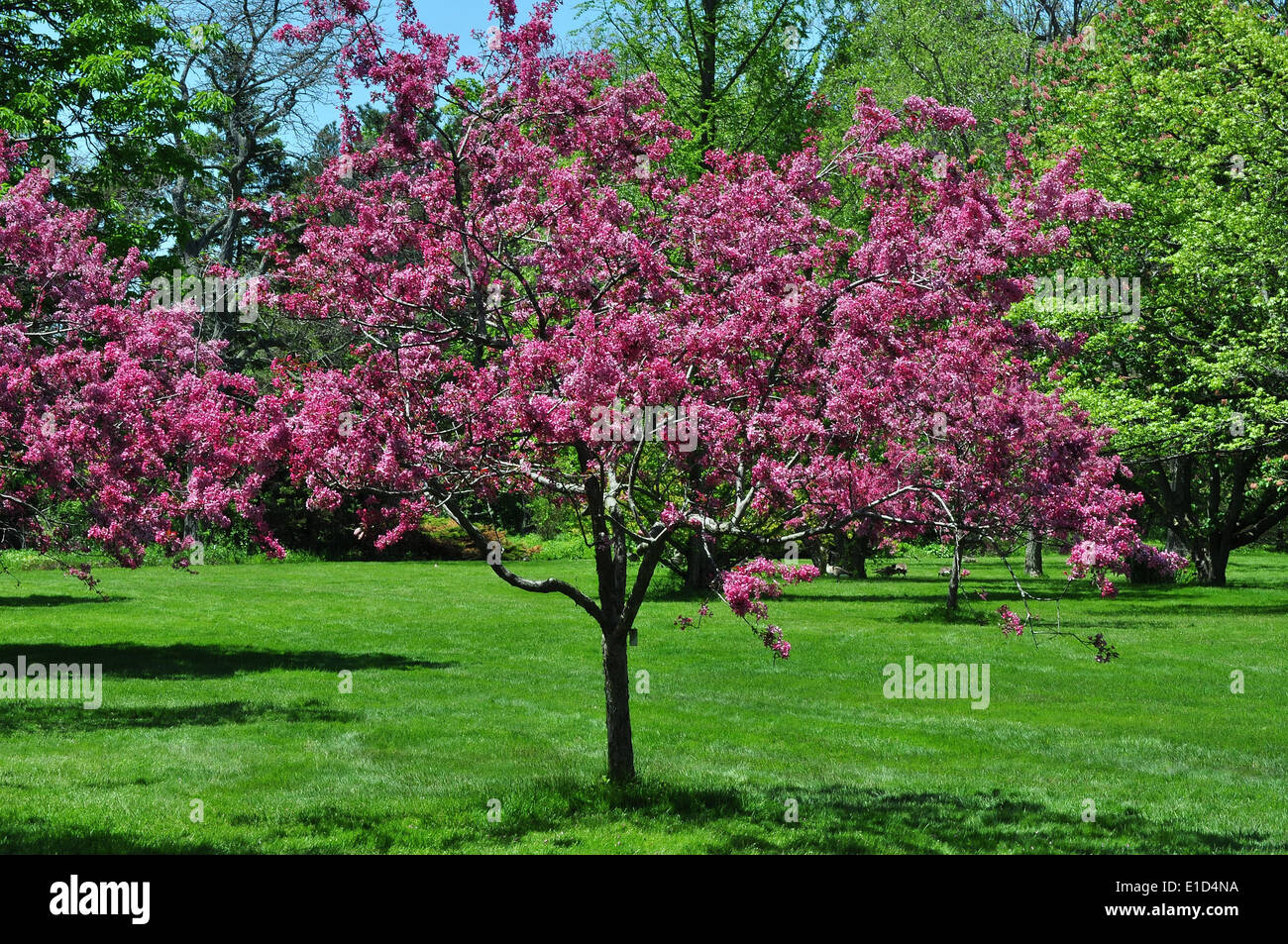 Pink blossom crabapple tree hi-res stock photography and images - Alamy