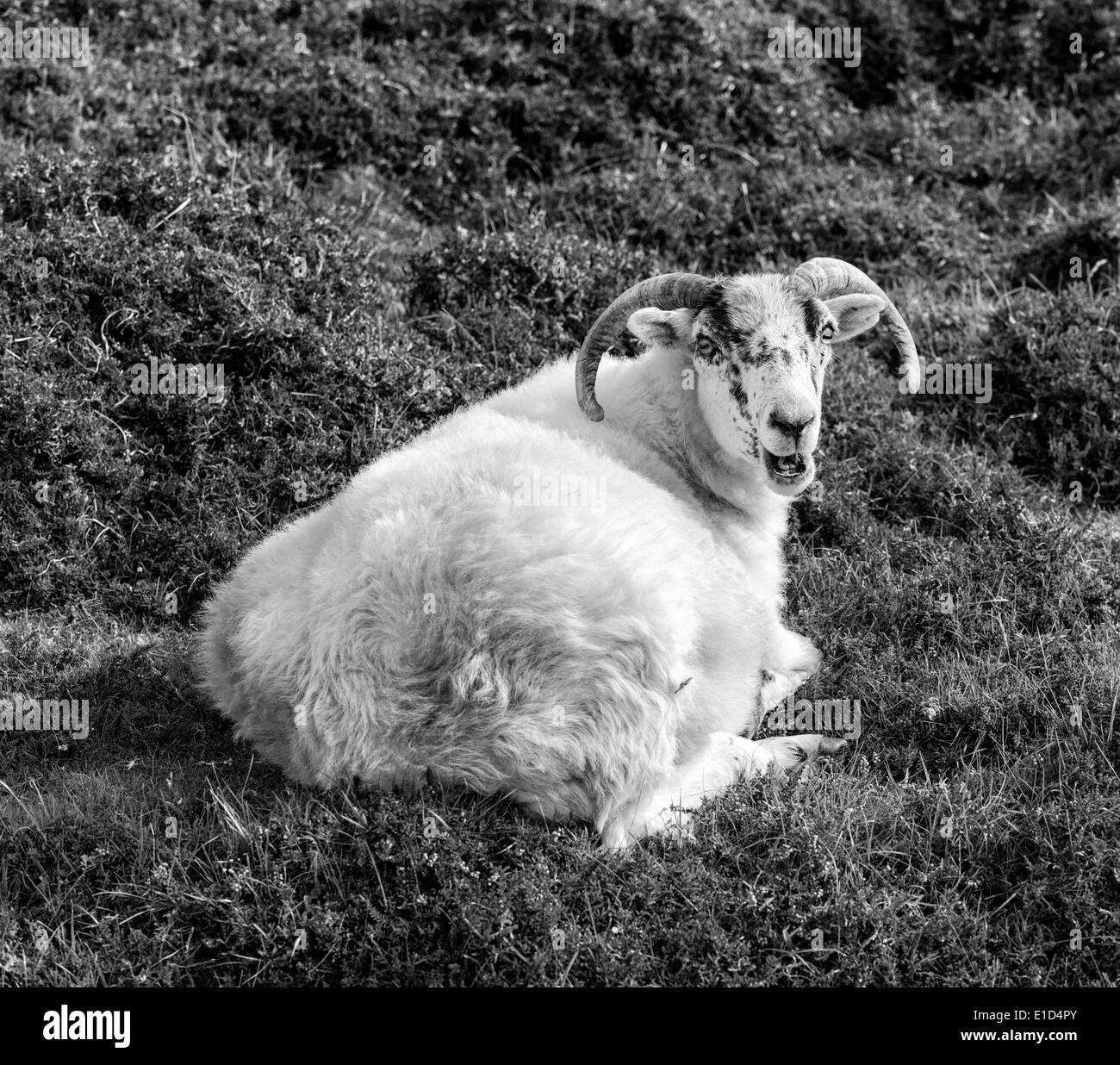 Happy looking sheep Black and White Stock Photos & Images - Alamy