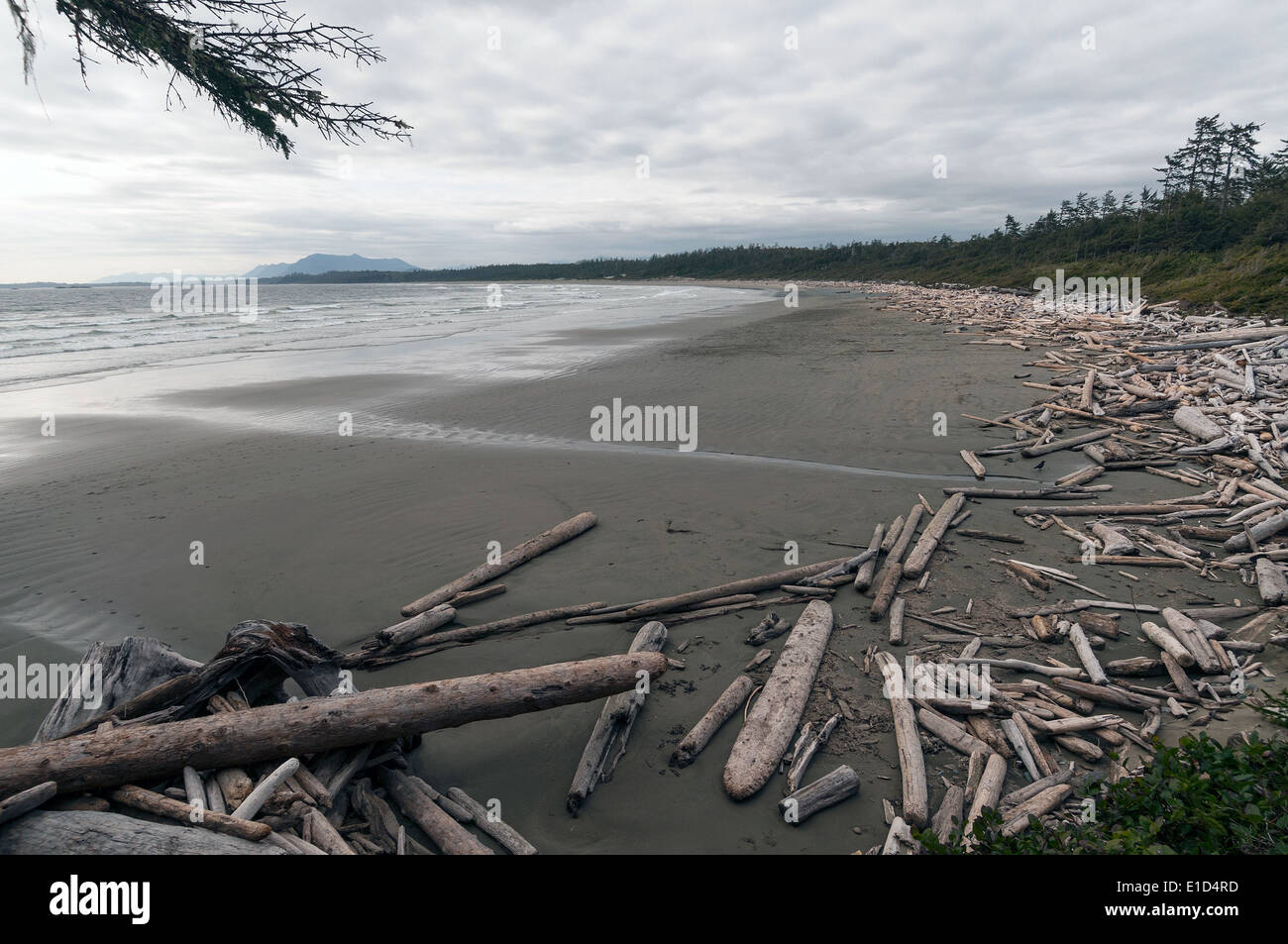 Elk203-1270 Canada, British Columbia, Vancouver Island, Pacific Rim ...