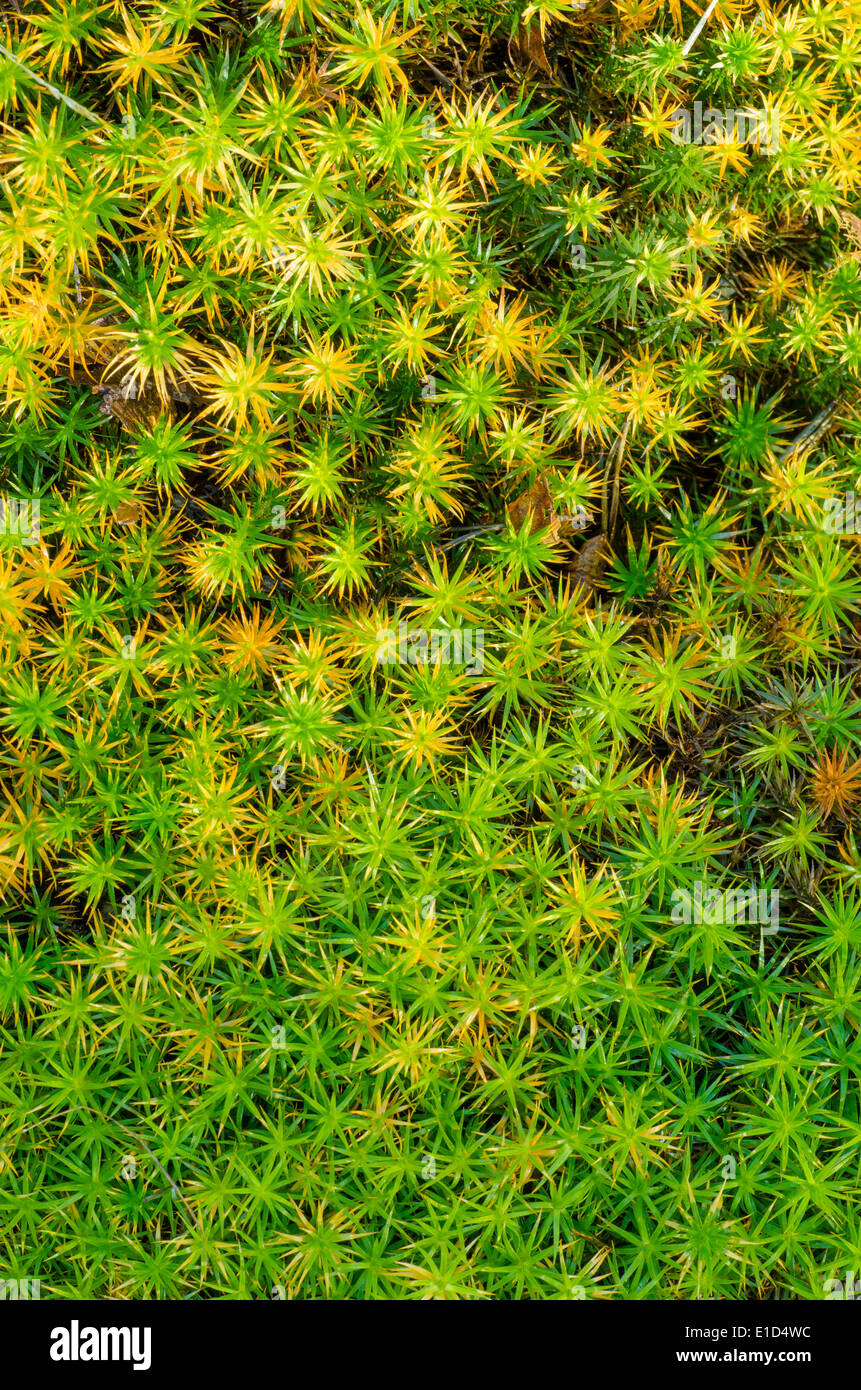 Yellow moss hi-res stock photography and images - Alamy