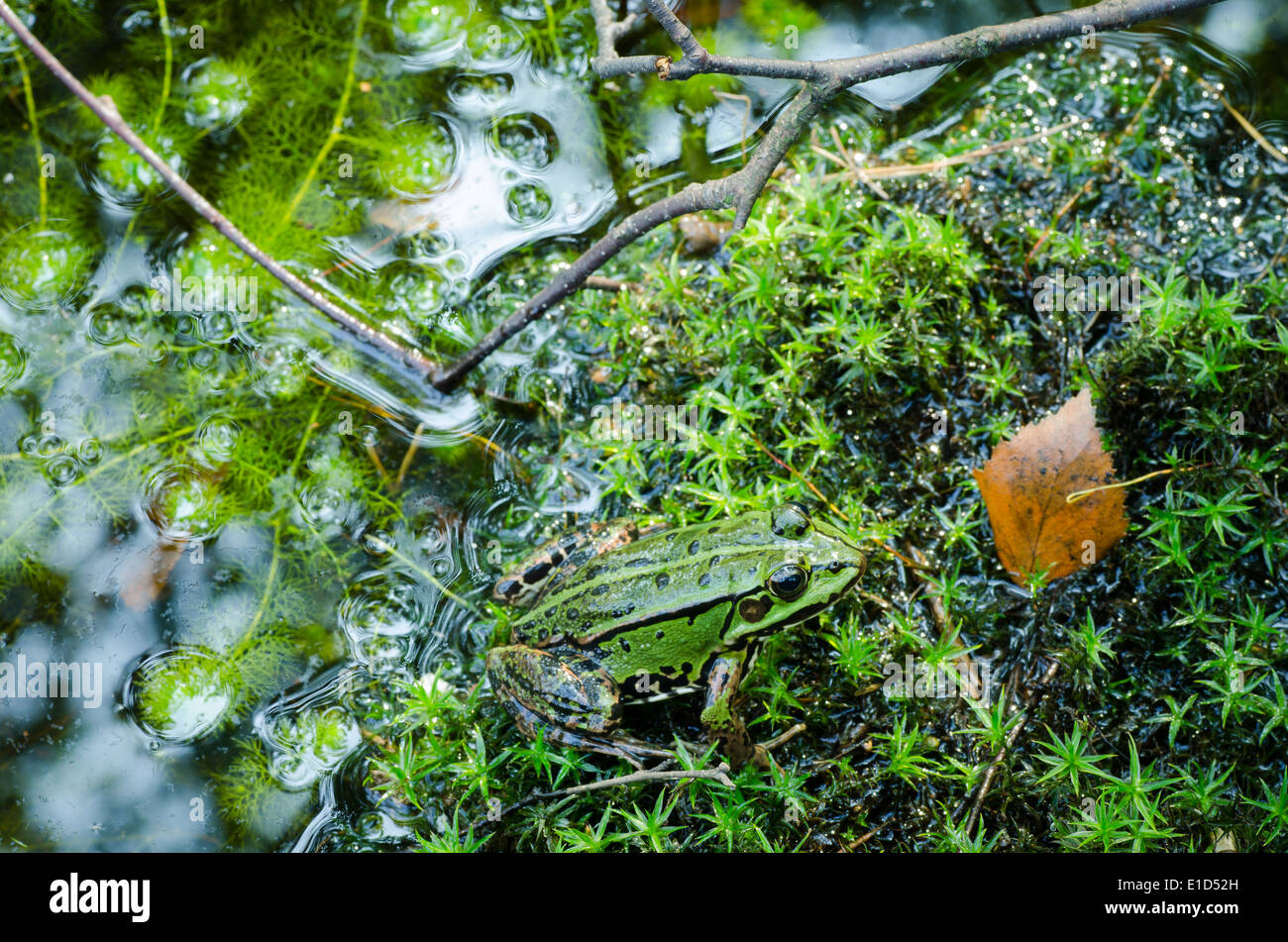 Frog camouflage amphibian hi-res stock photography and images - Alamy