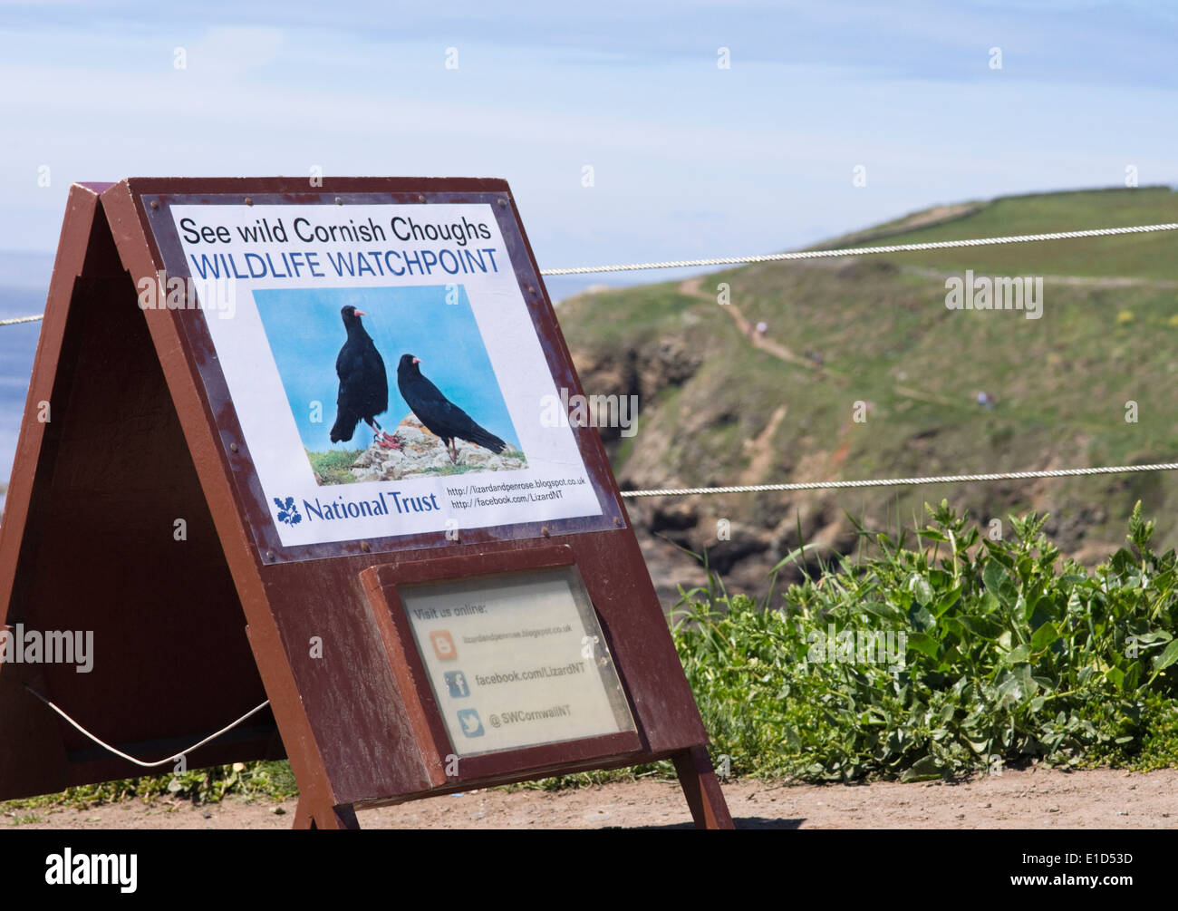 Cornish chough the lizard cornwall hi-res stock photography and images ...