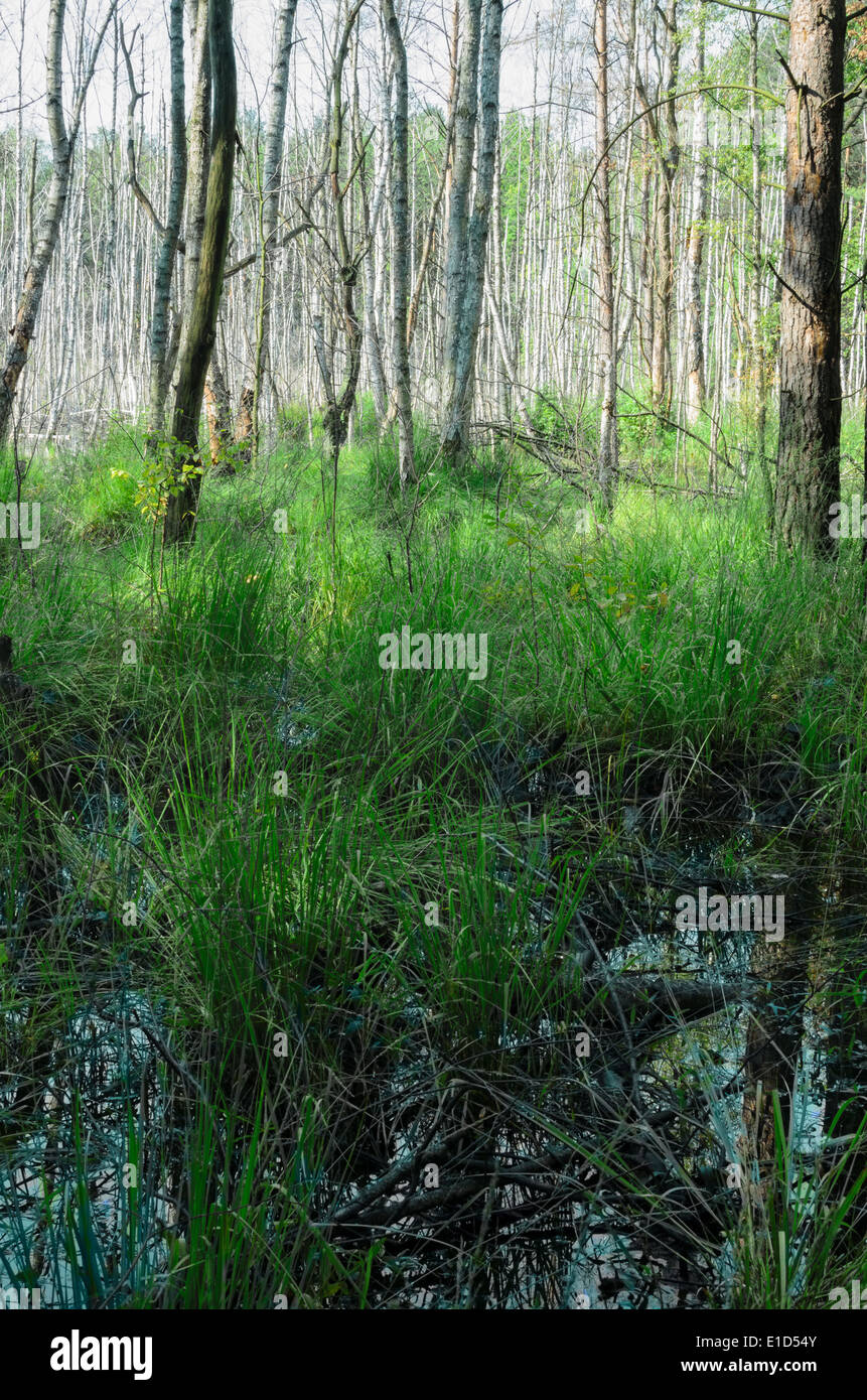 Boggy marshes hi-res stock photography and images - Alamy