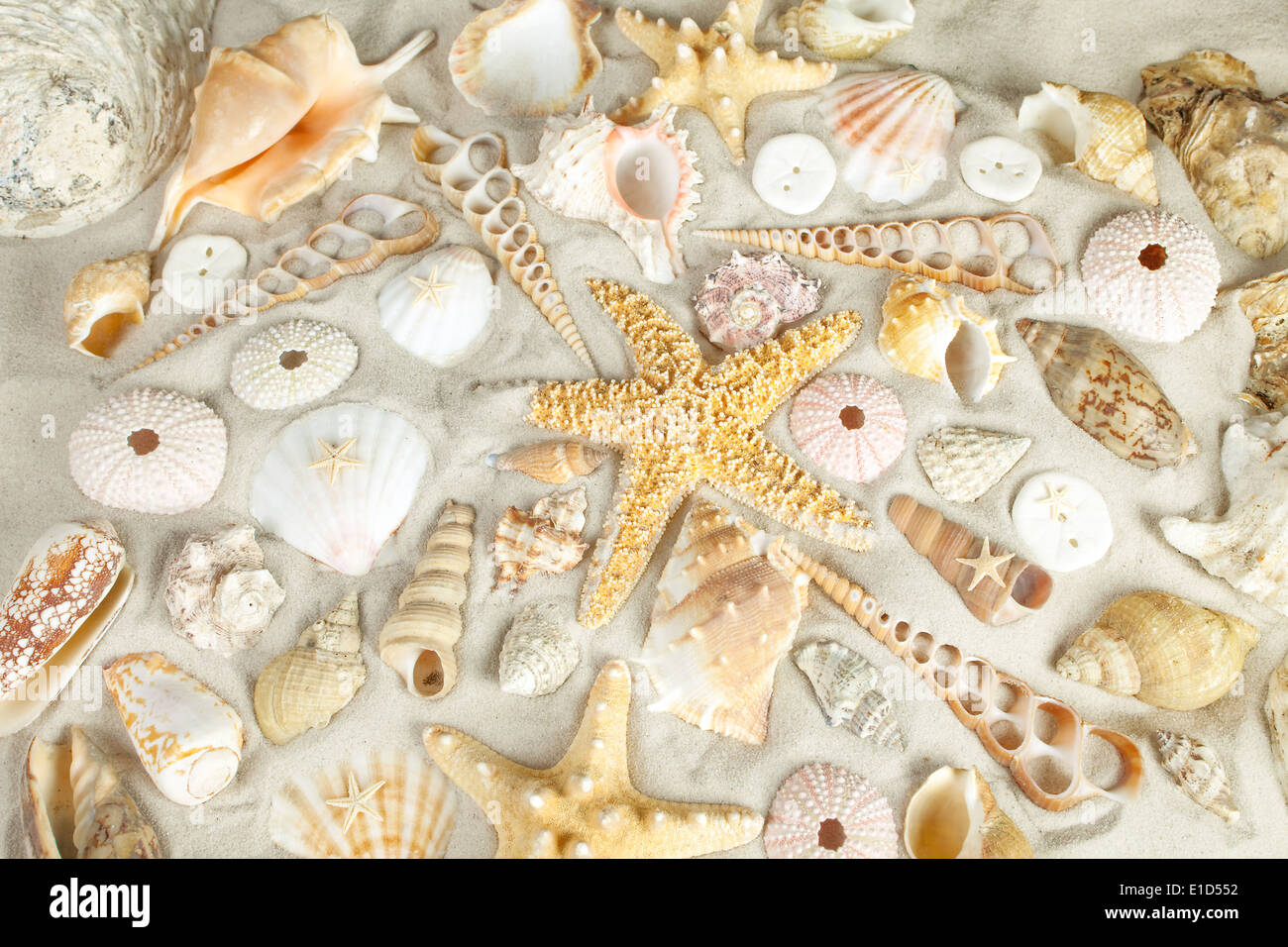 Assorted seashells on a sandy beach filling the frame Stock Photo - Alamy
