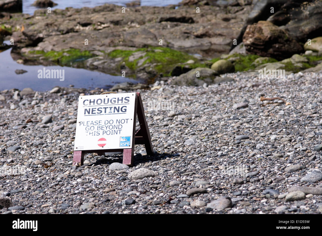 Cornish chough the lizard cornwall hi-res stock photography and images ...