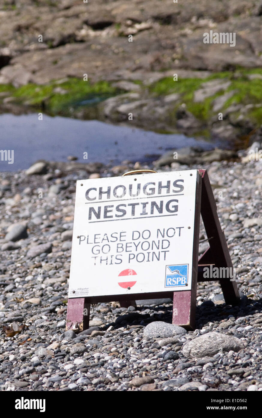 Cornish chough the lizard cornwall hi-res stock photography and images ...