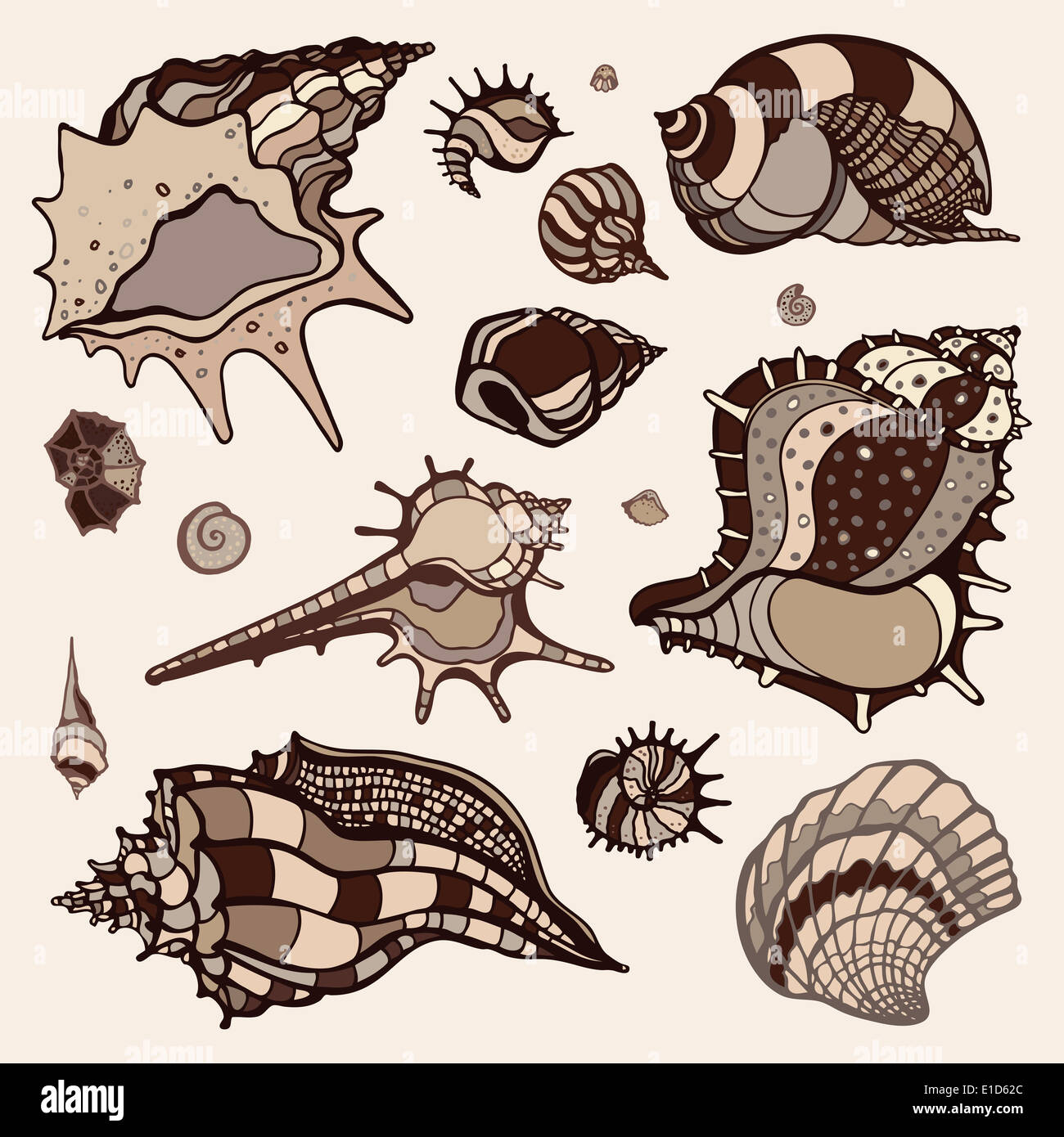 Sea shells set Stock Photo - Alamy