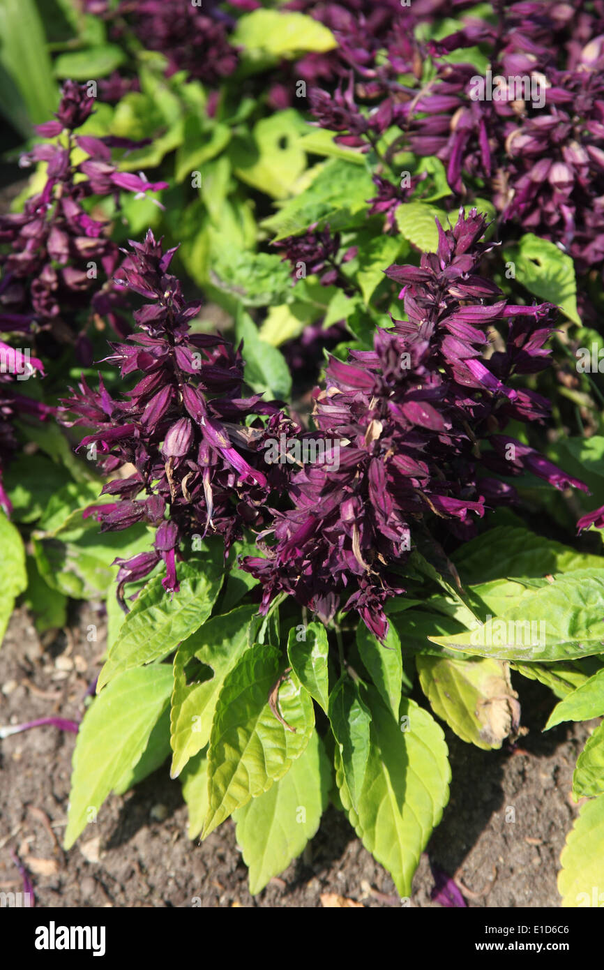 Salvia splendens 'Salsa Purple' plant in flower Stock Photo - Alamy