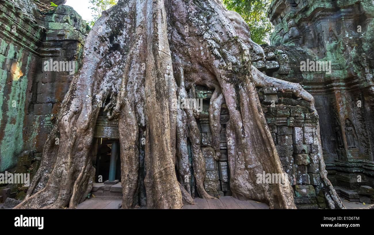 Ta prohm temple tree cambodia hi-res stock photography and images - Alamy
