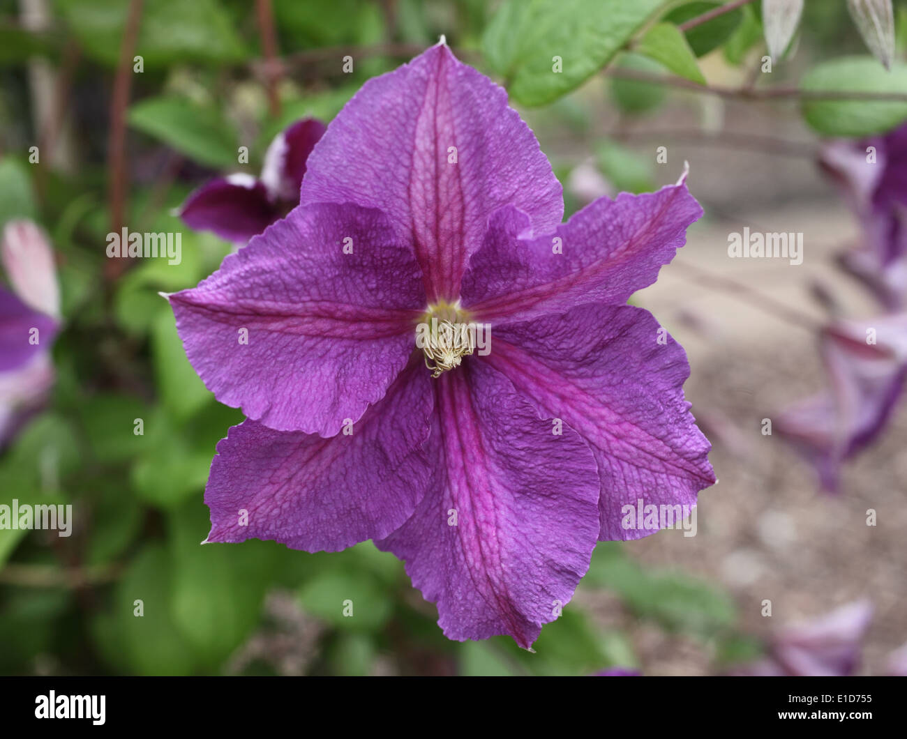 Clematis victoria High Resolution Stock Photography and Images - Alamy