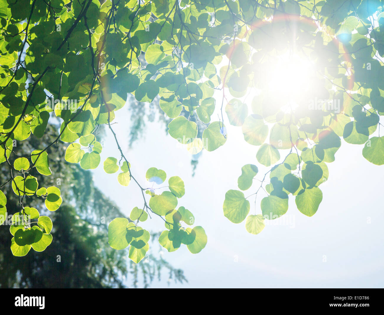 Green tree leaves sunlight hi-res stock photography and images - Alamy