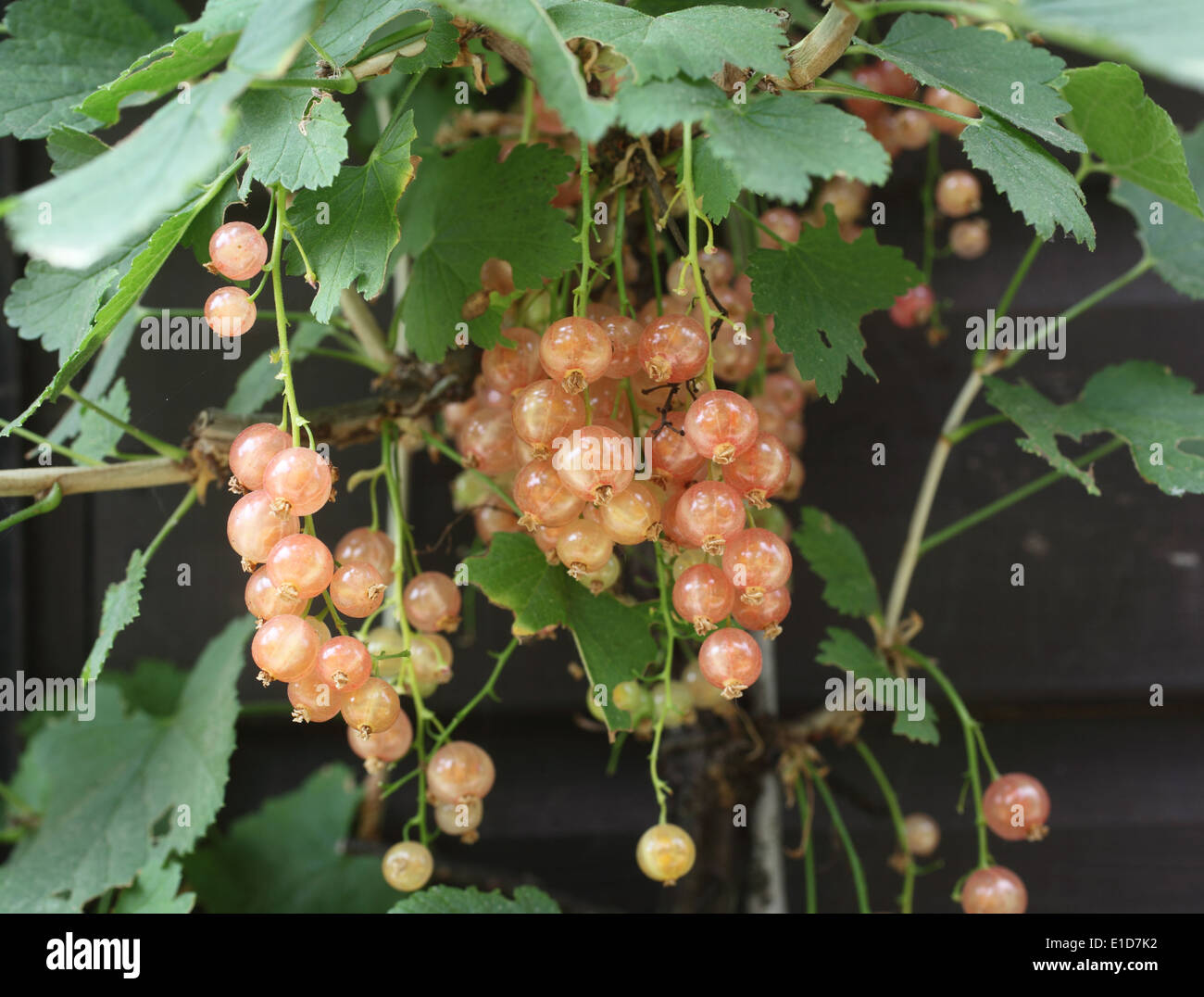 Pink currant champagne hi-res stock photography and images - Alamy
