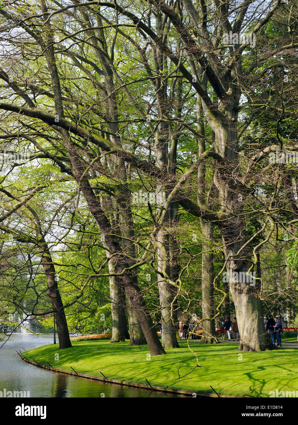 Trees and Stream Keukenhof Gardens Stock Photo - Alamy