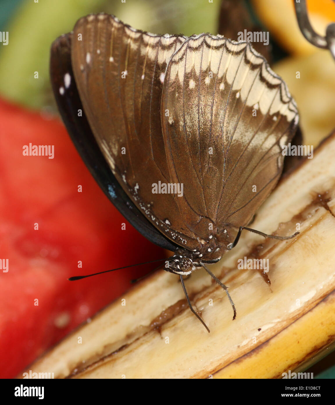 The Male Great common eggfly butterfly (Hypolimnas bolina) feeding on ...