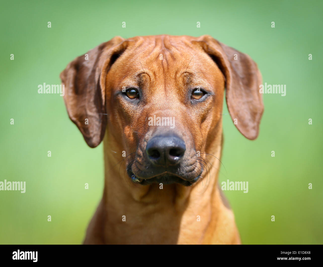 Rhodesian ridgeback face hi-res stock photography and images - Alamy