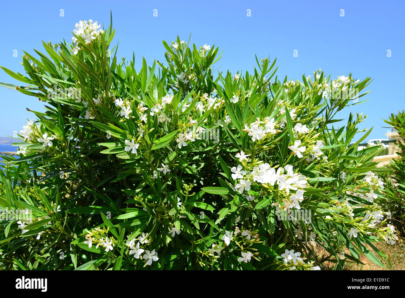 Oleander tree, Paradise Bay, Northern District, Malta Majjistral Region ...