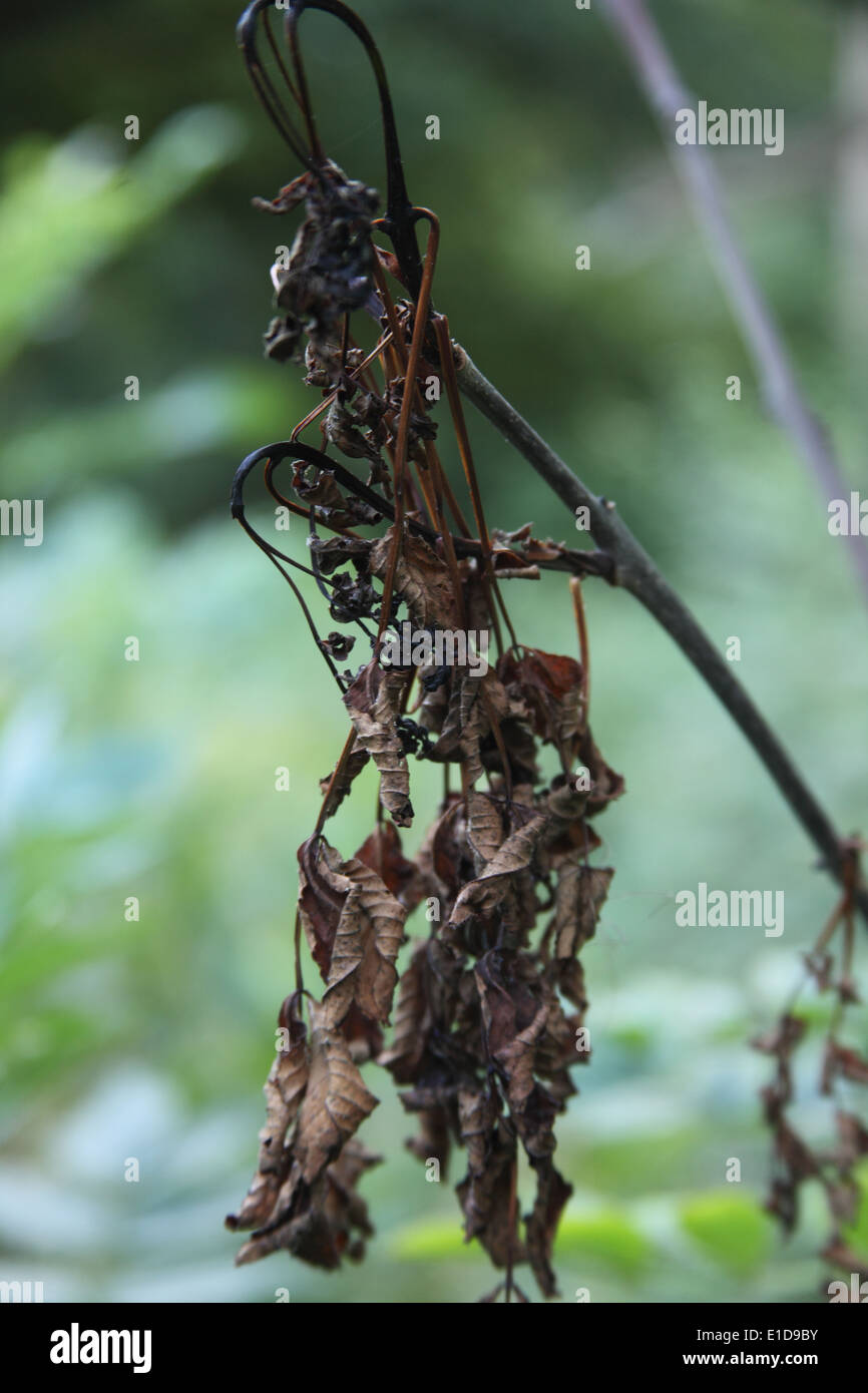 Ash dieback disease hi-res stock photography and images - Alamy