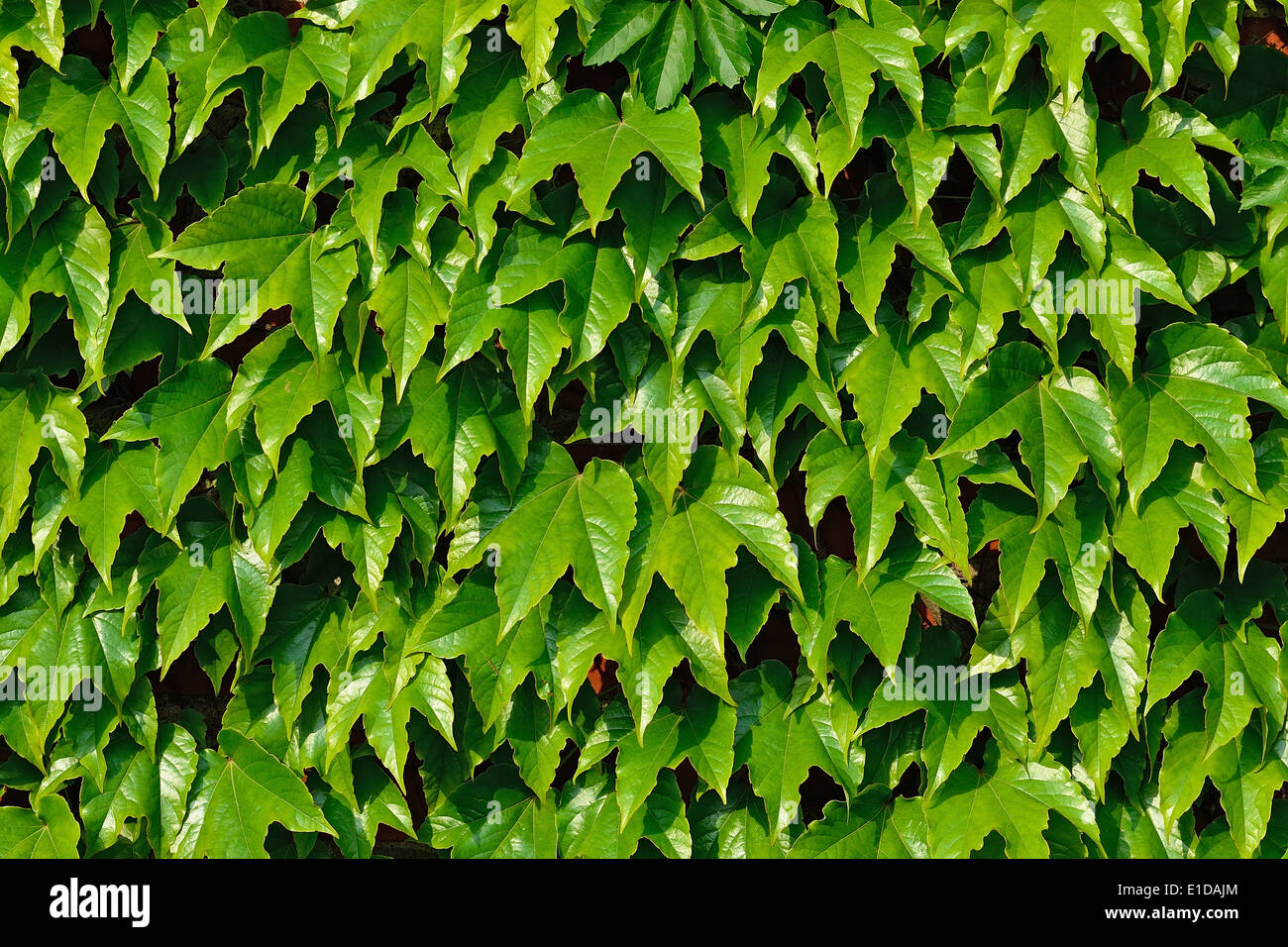 Ivy climbing (Hedera helix) on the wall of the Cathedral of Koenigsberg ...