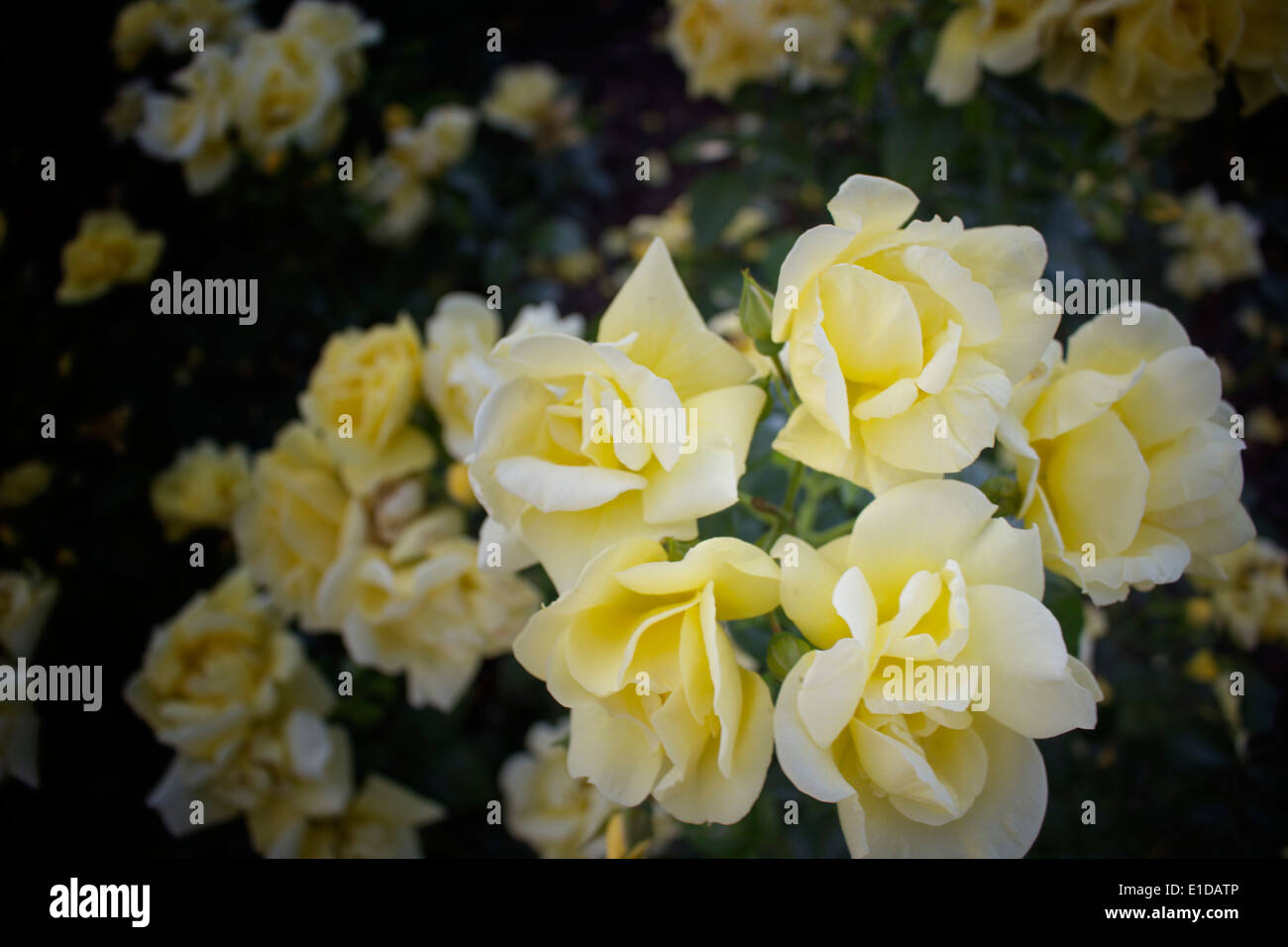 Summer yellow roses hi-res stock photography and images - Alamy