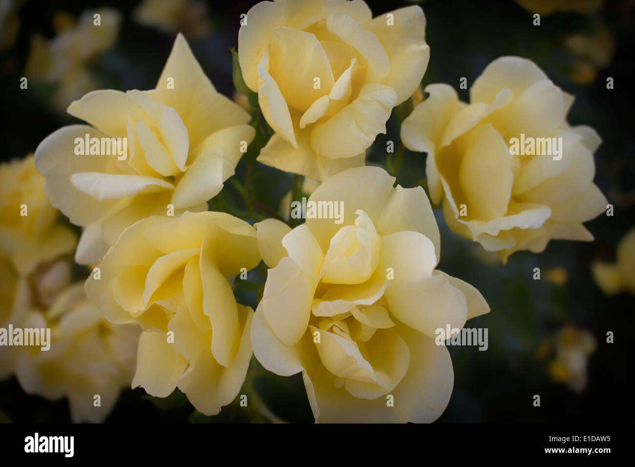 Summer Yellow roses in Italian garden Stock Photo - Alamy