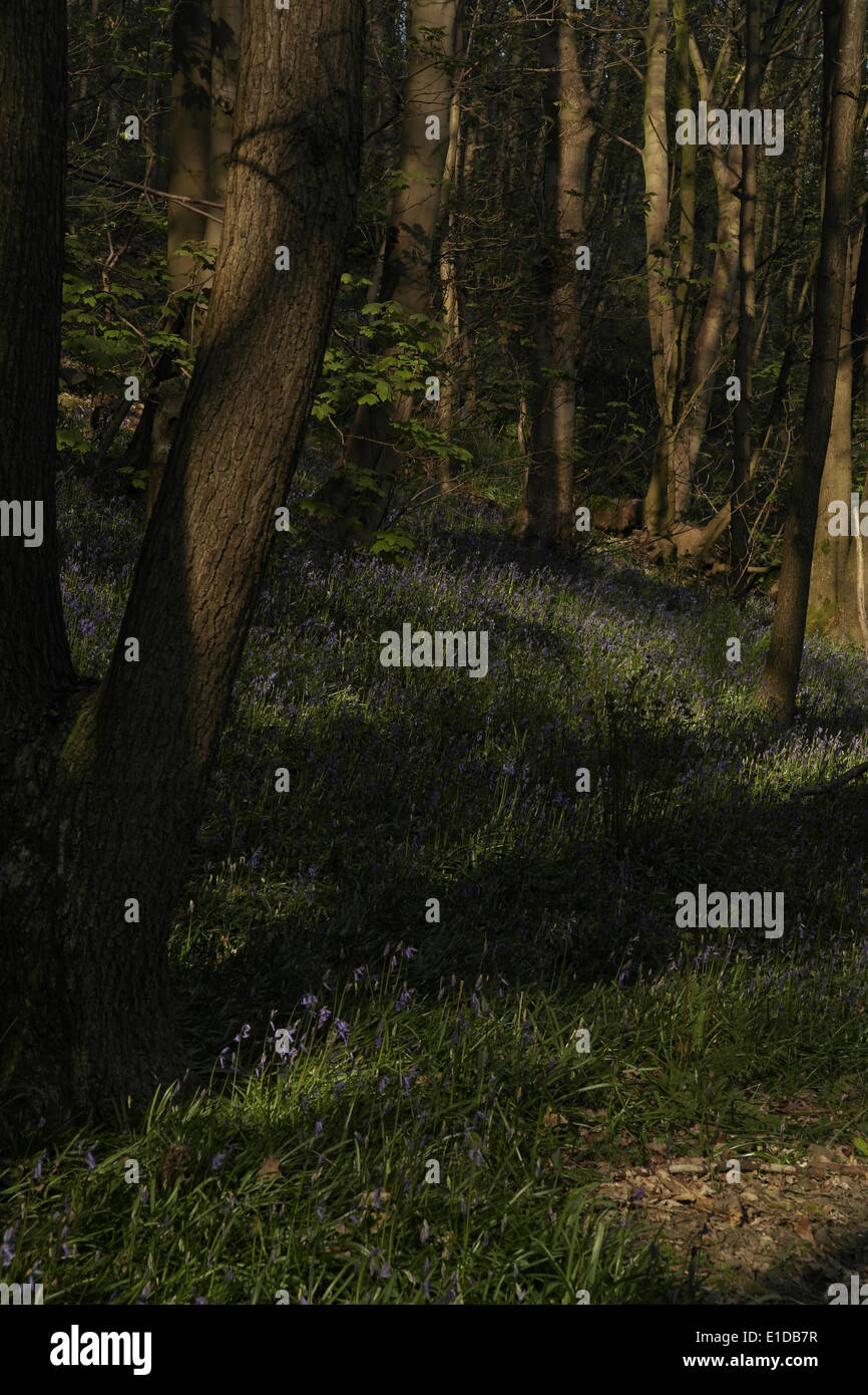 Sun shade portrait tall sunny tree trunks rising above bluebells on ...