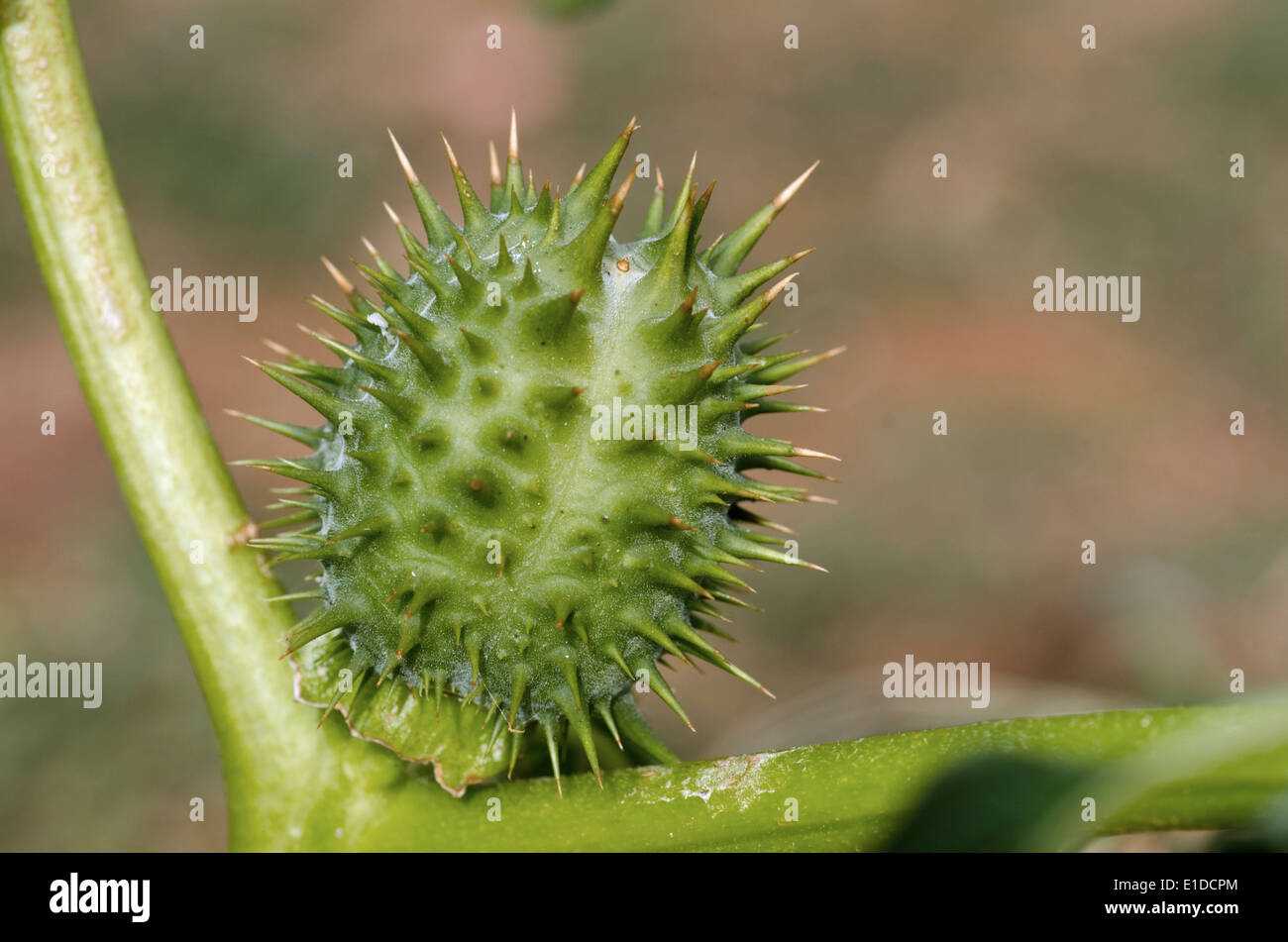 Seed pod hi-res stock photography and images - Alamy