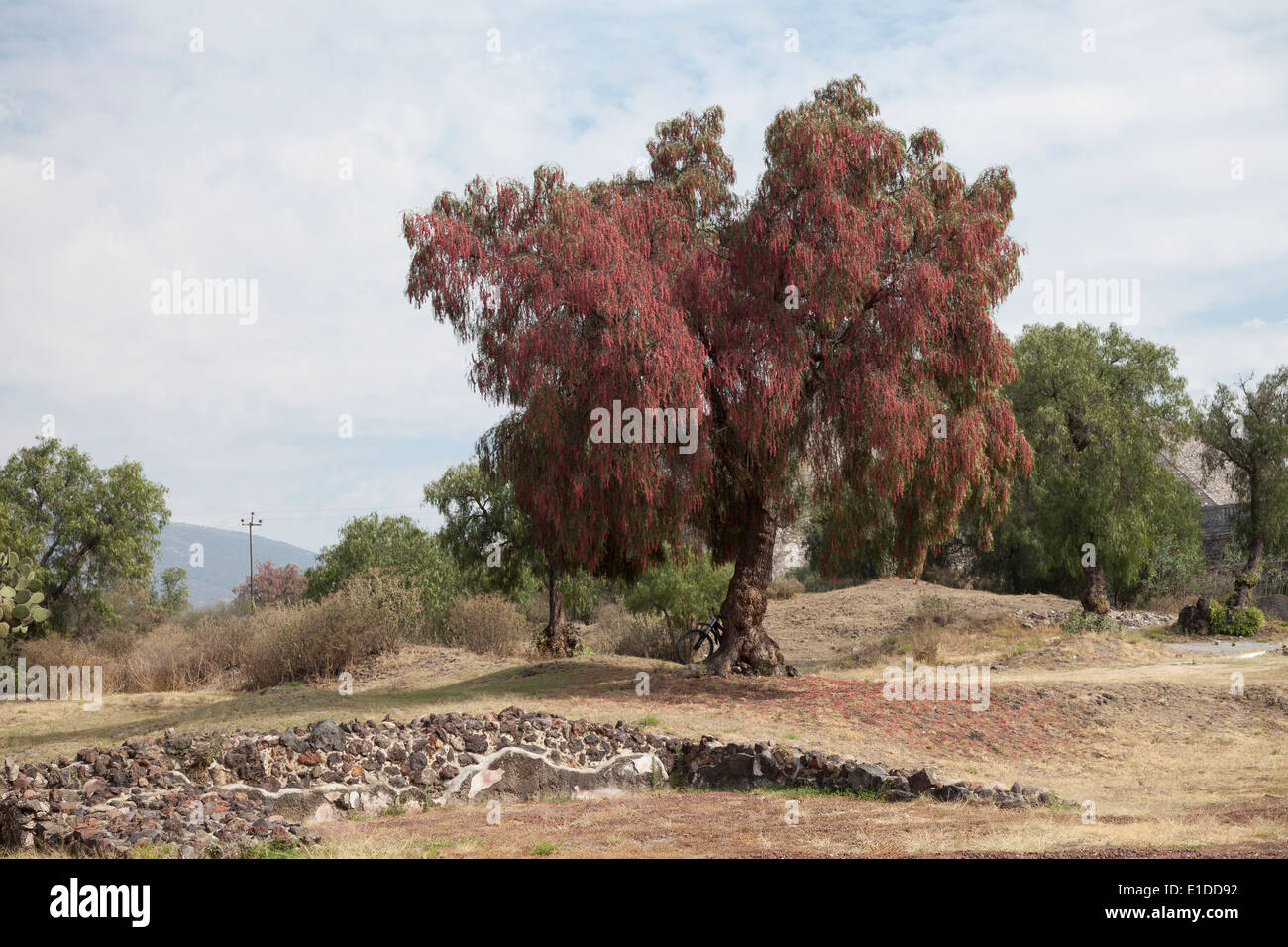 Peruvian pepper tree at Teotihuacan - San Juan Teotihuacán, State of ...